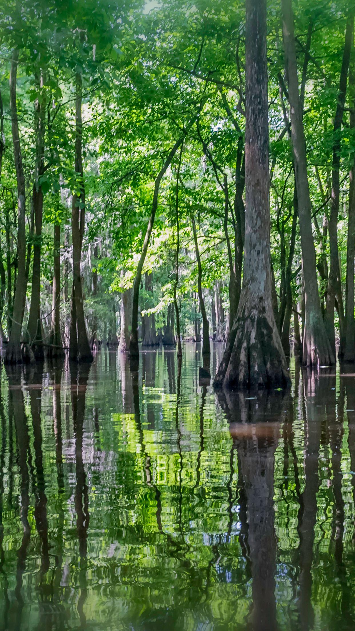 Bayou Wallpapers - Top Free Bayou Backgrounds - WallpaperAccess