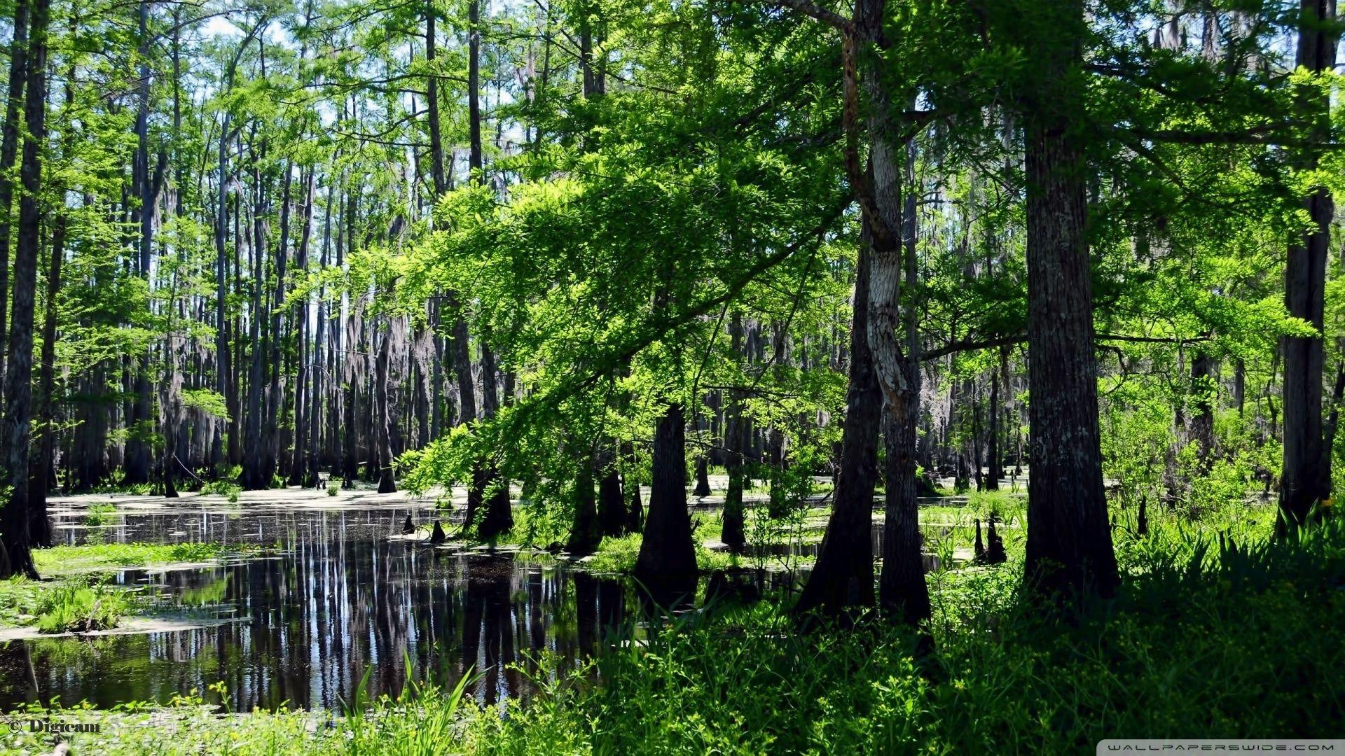 Louisiana Swamp Wallpapers - Top Free Louisiana Swamp Backgrounds ...