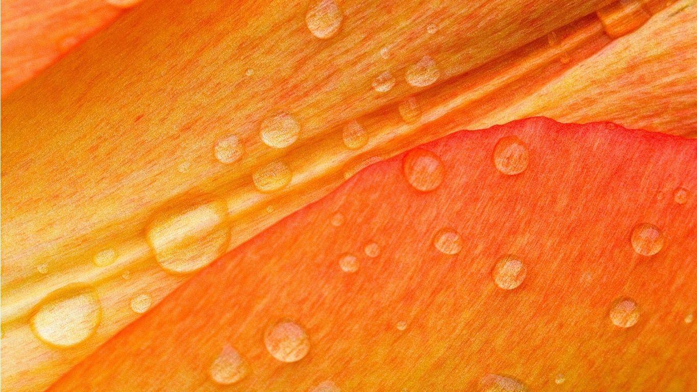 4K Solid Orange Wallpapers - Top Free 4K Solid Orange Backgrounds ...