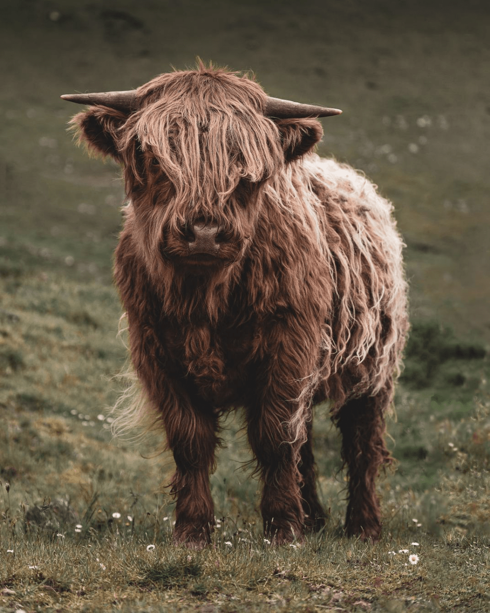 Cow 4K Wallpapers - Top Free Cow 4K Backgrounds - WallpaperAccess