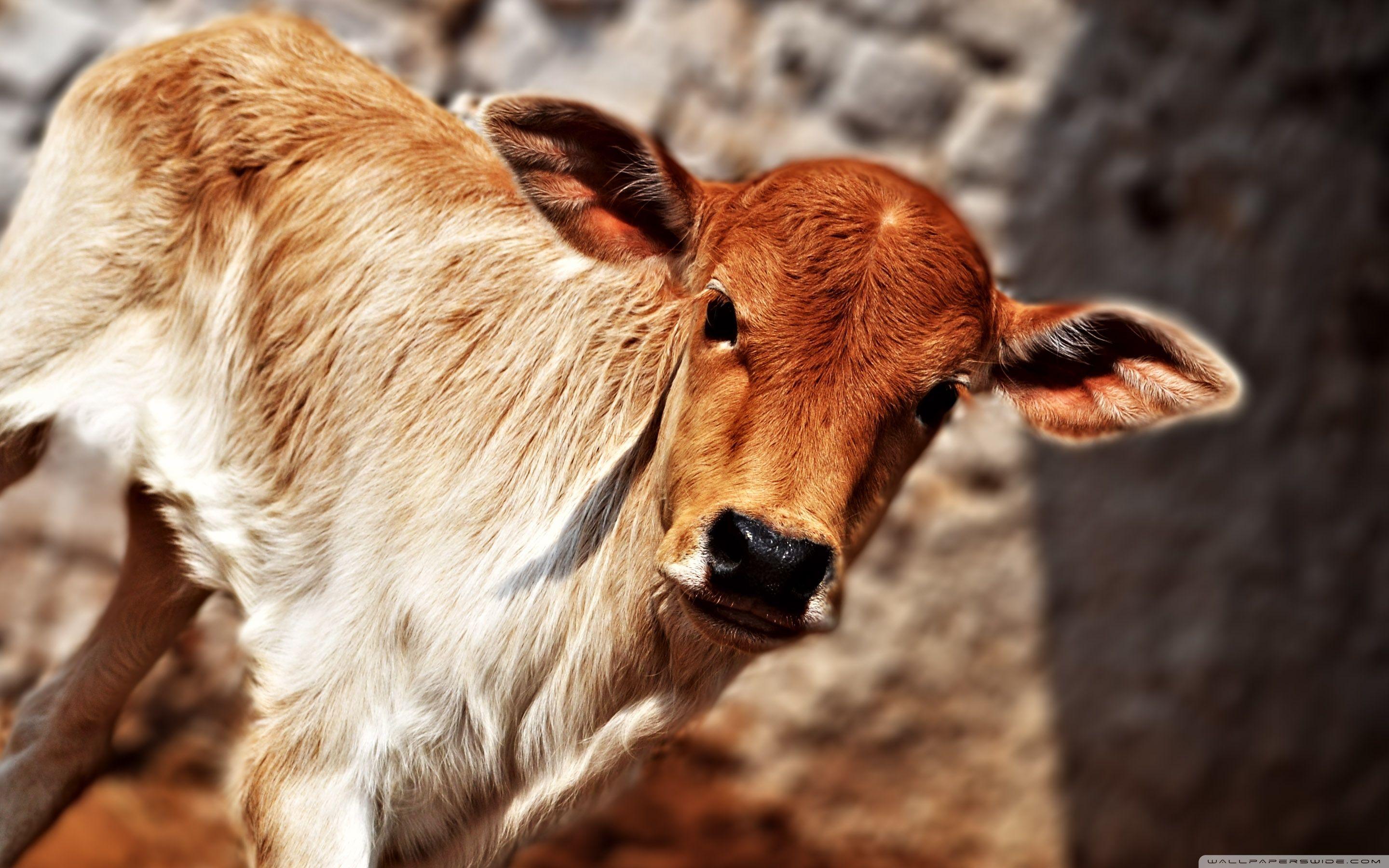 Cow 4K Wallpapers - Top Free Cow 4K Backgrounds - WallpaperAccess