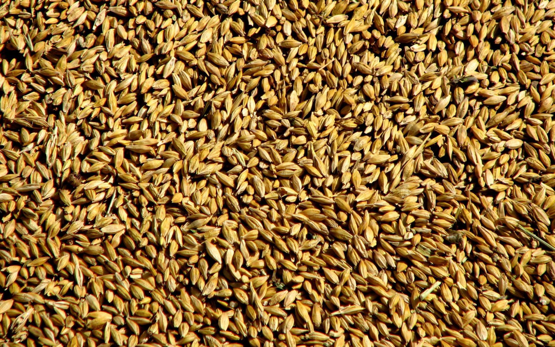 Brown Rice Wallpapers - Top Free Brown Rice Backgrounds - WallpaperAccess