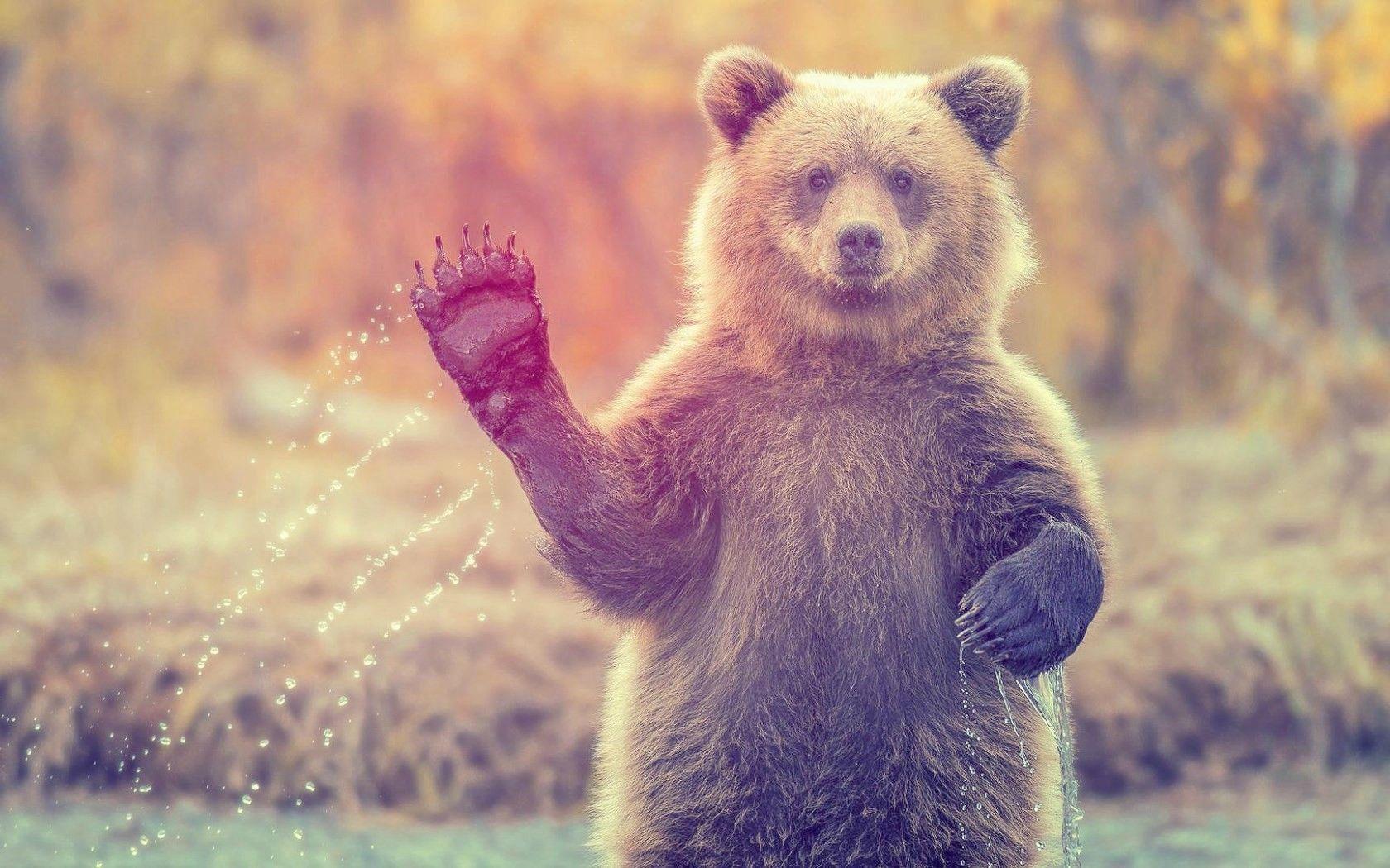 Awesome Animal Wallpapers - Top Free Awesome Animal Backgrounds ...