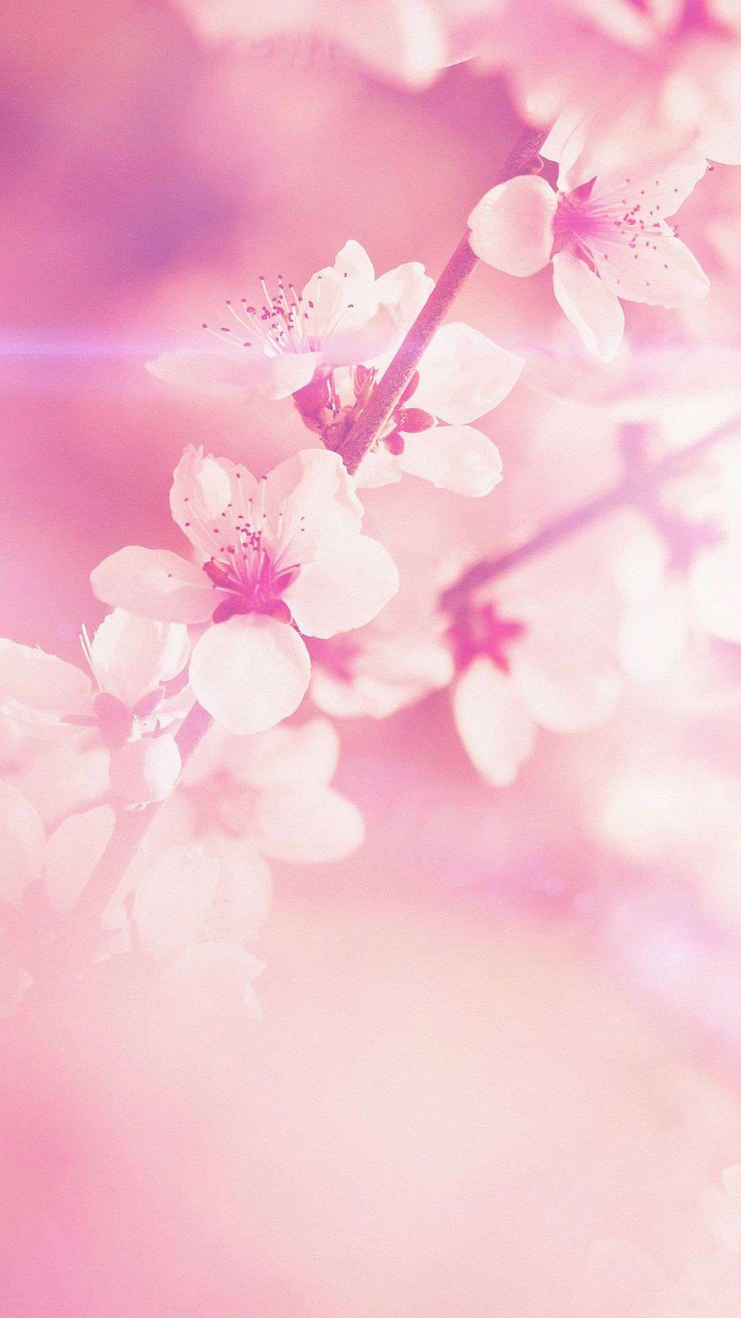 Pretty Flower Phone Wallpapers - Top Free Pretty Flower Phone ...