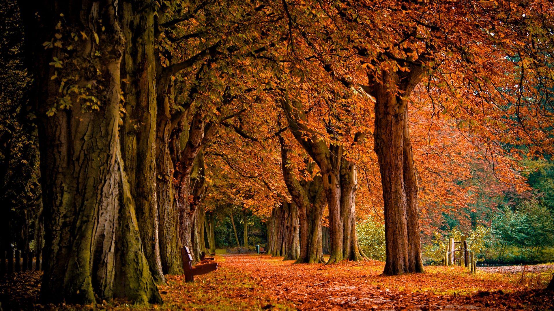 Plain Autumn Wallpapers - Top Free Plain Autumn Backgrounds ...