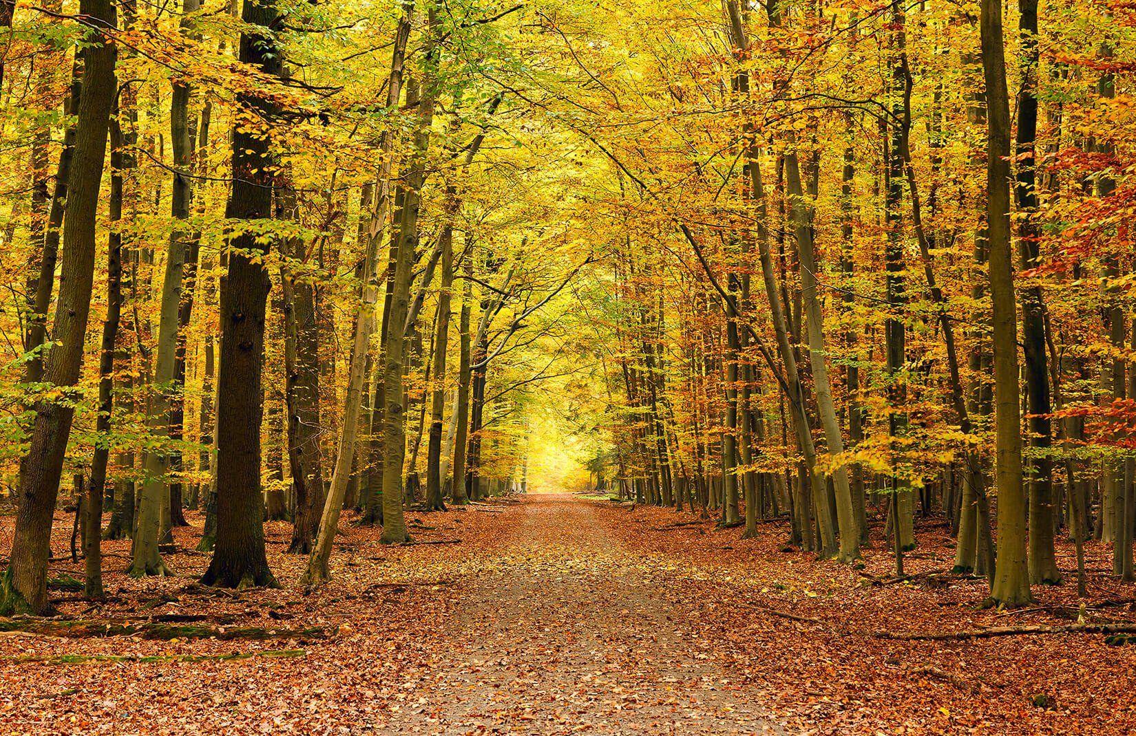 Plain Autumn Wallpapers - Top Free Plain Autumn Backgrounds ...