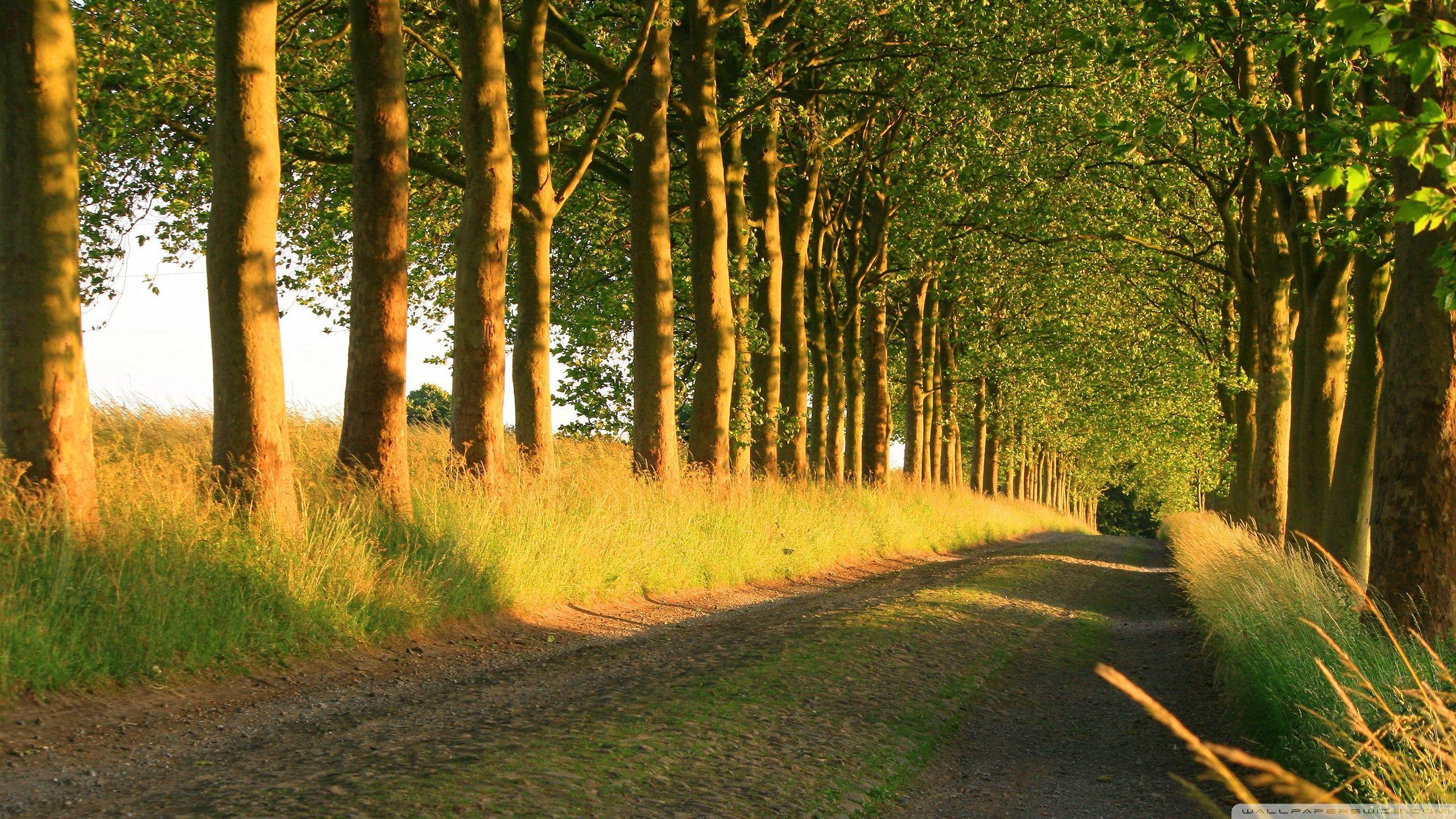 Sunny Forest Wallpapers - Top Free Sunny Forest Backgrounds ...