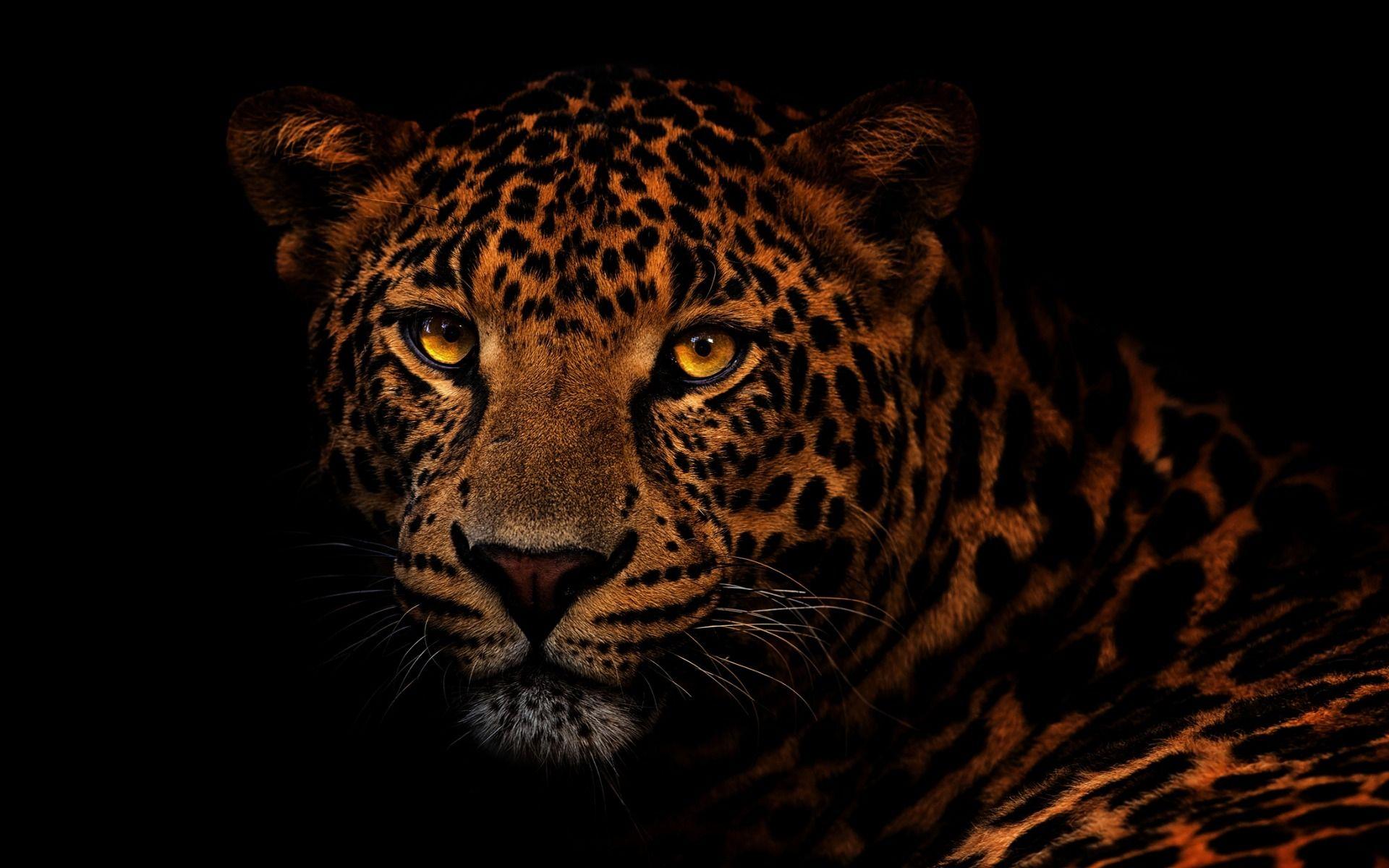 Black Dangerous Wallpapers - Top Free Black Dangerous Backgrounds ...