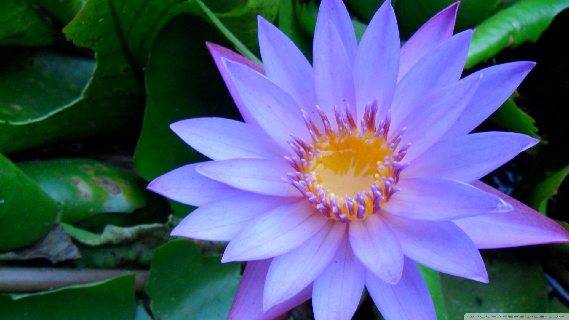 Blue Lily Wallpapers - Top Free Blue Lily Backgrounds - WallpaperAccess