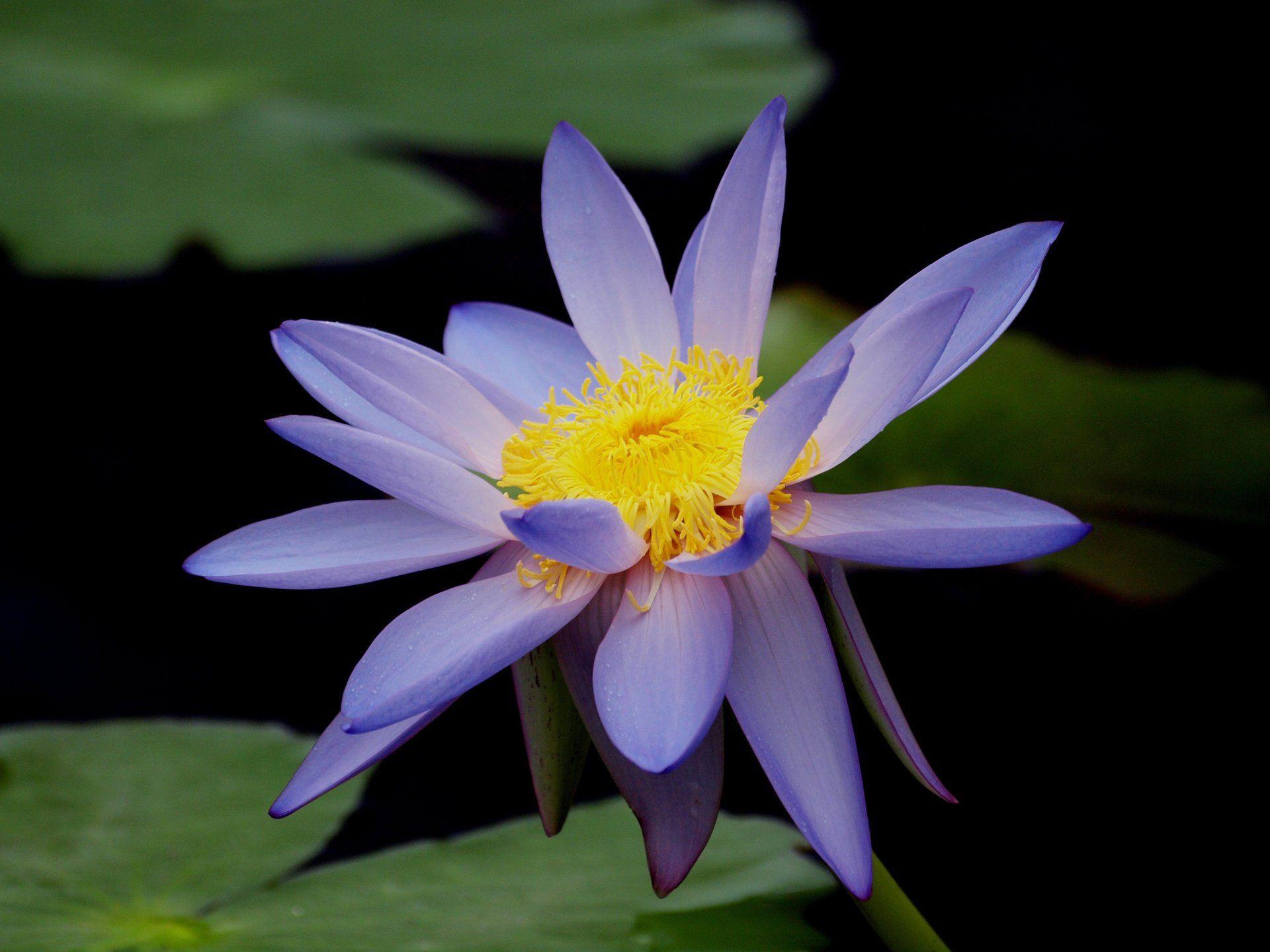 Blue Lily Wallpapers - Top Free Blue Lily Backgrounds - WallpaperAccess