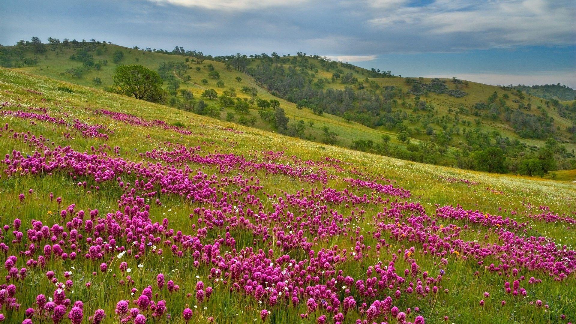 Flowers Landscape Wallpapers - Top Free Flowers Landscape Backgrounds ...