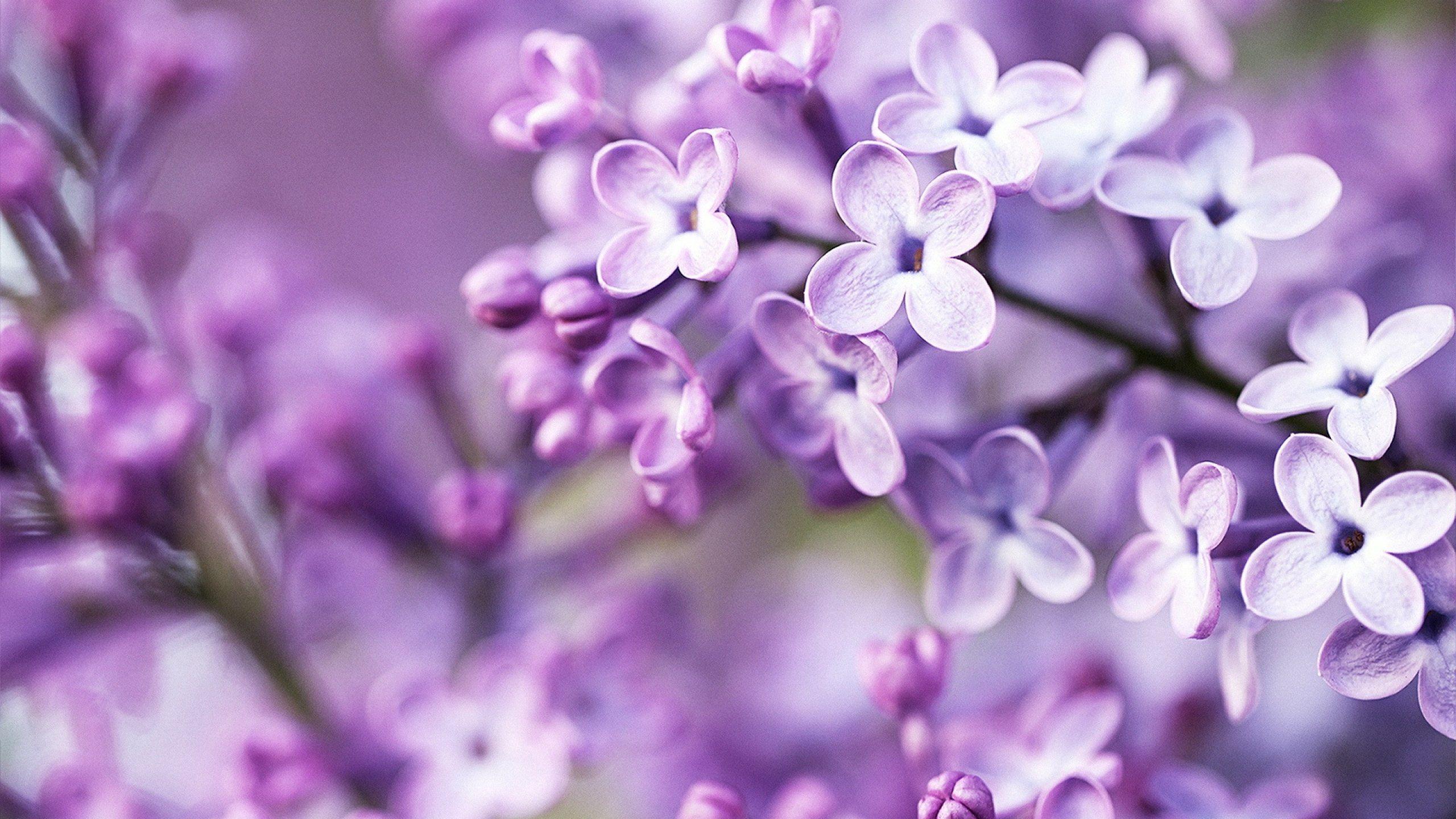 Flowers Landscape Wallpapers - Top Free Flowers Landscape Backgrounds ...