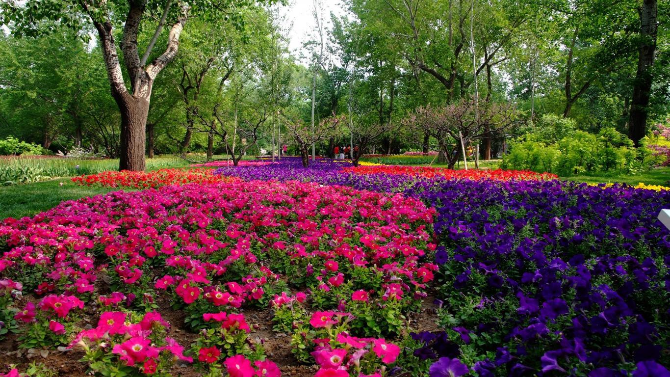Flowers Landscape Wallpapers - Top Free Flowers Landscape Backgrounds ...