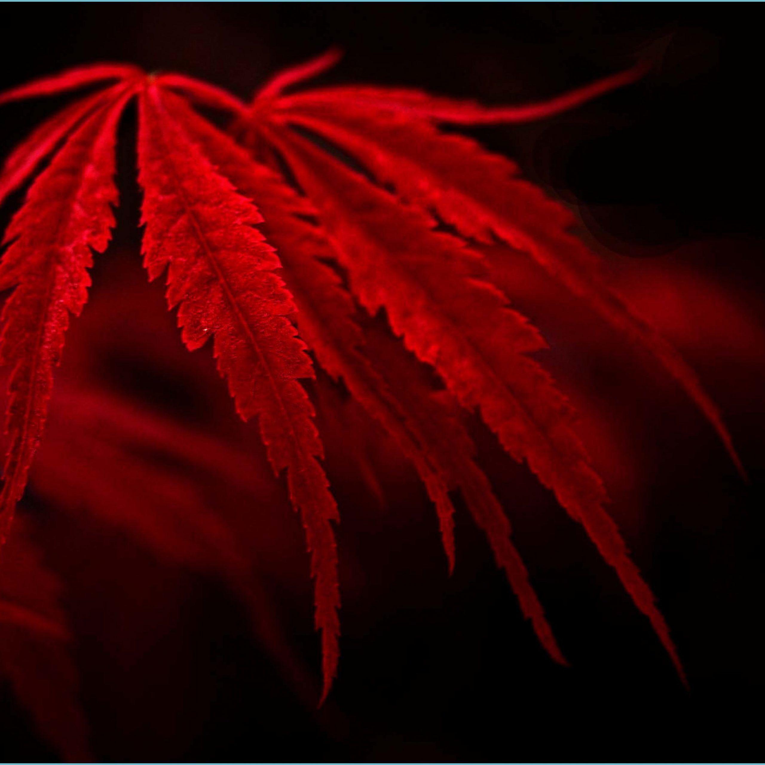 Dope Red Wallpapers - Top Free Dope Red Backgrounds - WallpaperAccess