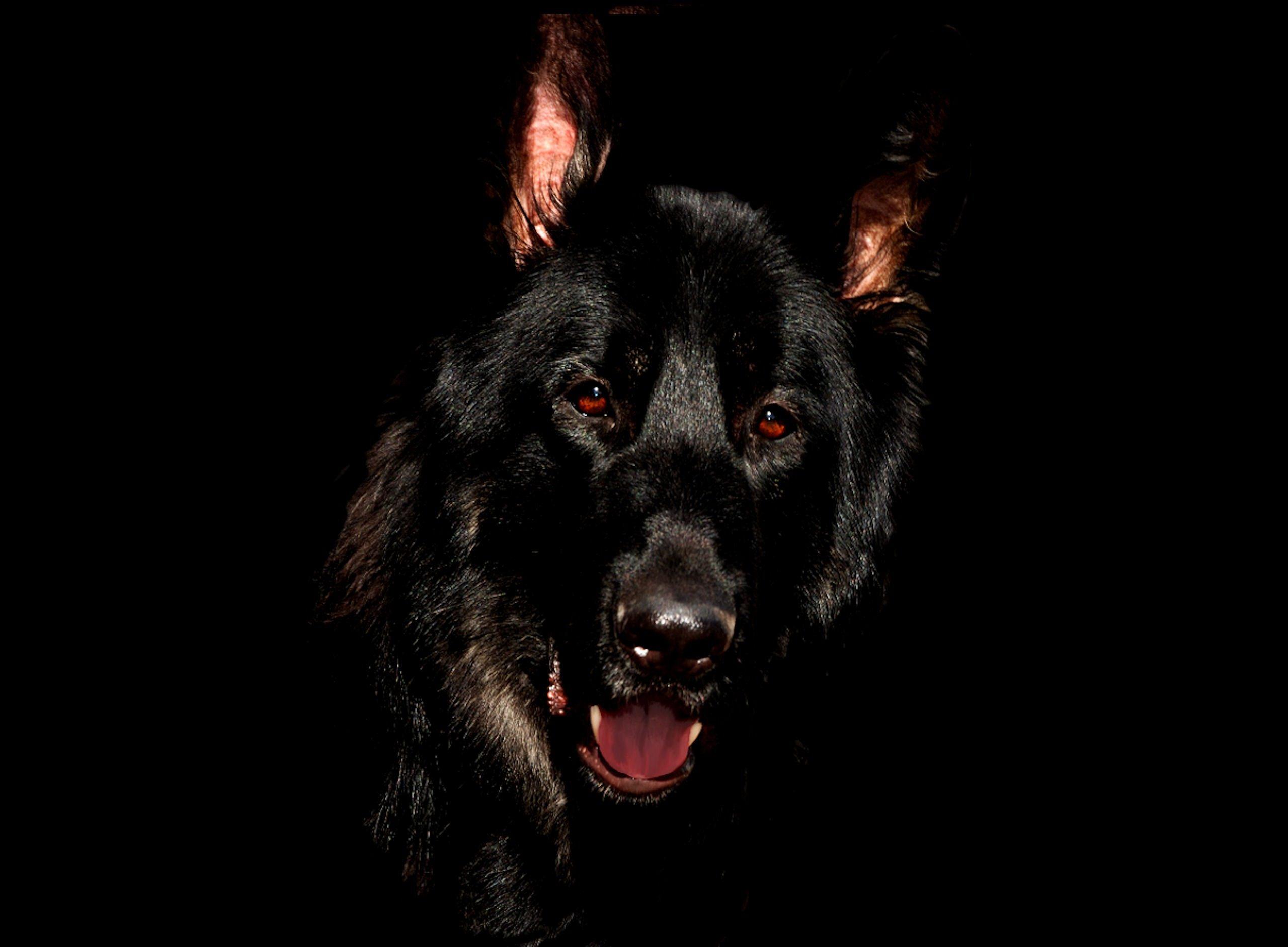 Dark Dogs Wallpapers - Top Free Dark Dogs Backgrounds - WallpaperAccess