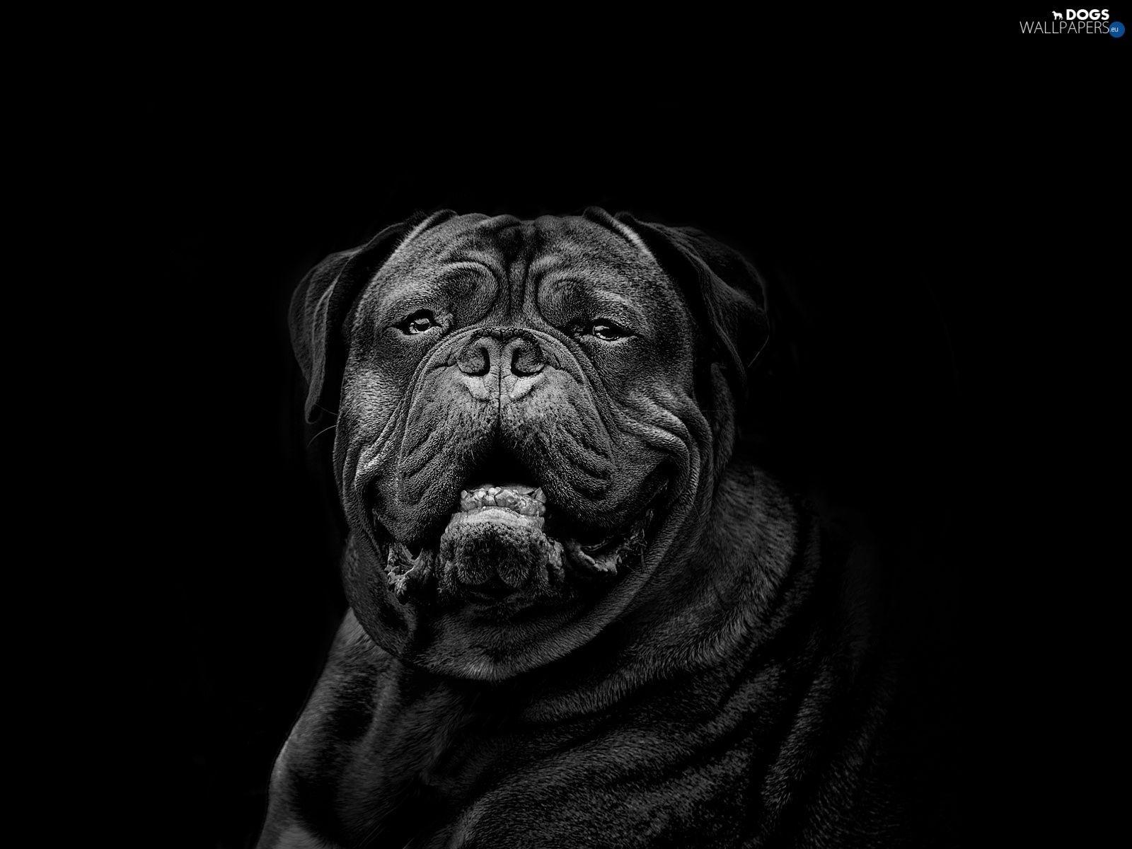 Dark Dogs Wallpapers - Top Free Dark Dogs Backgrounds - WallpaperAccess
