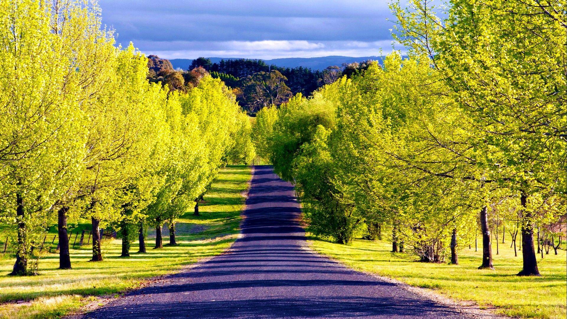 Tree Road Wallpapers - Top Free Tree Road Backgrounds - WallpaperAccess