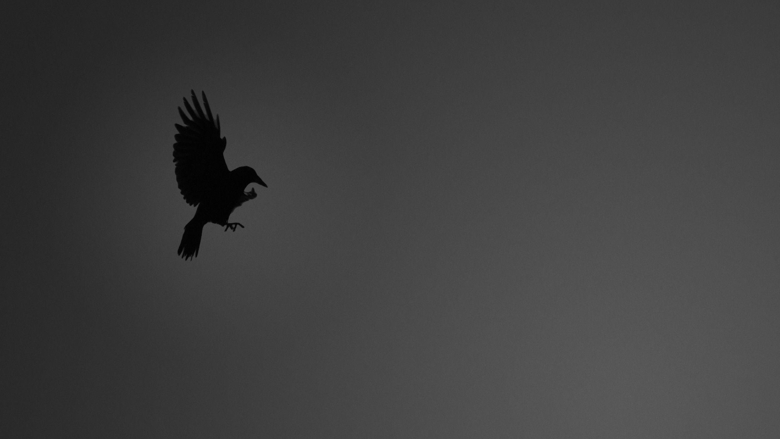 Crow Desktop Wallpapers - Top Free Crow Desktop Backgrounds ...