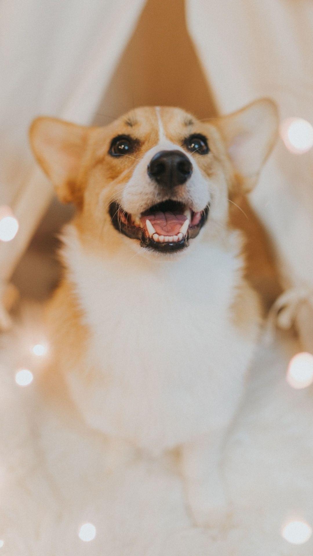 Chibi Corgi Wallpapers - Top Free Chibi Corgi Backgrounds - WallpaperAccess