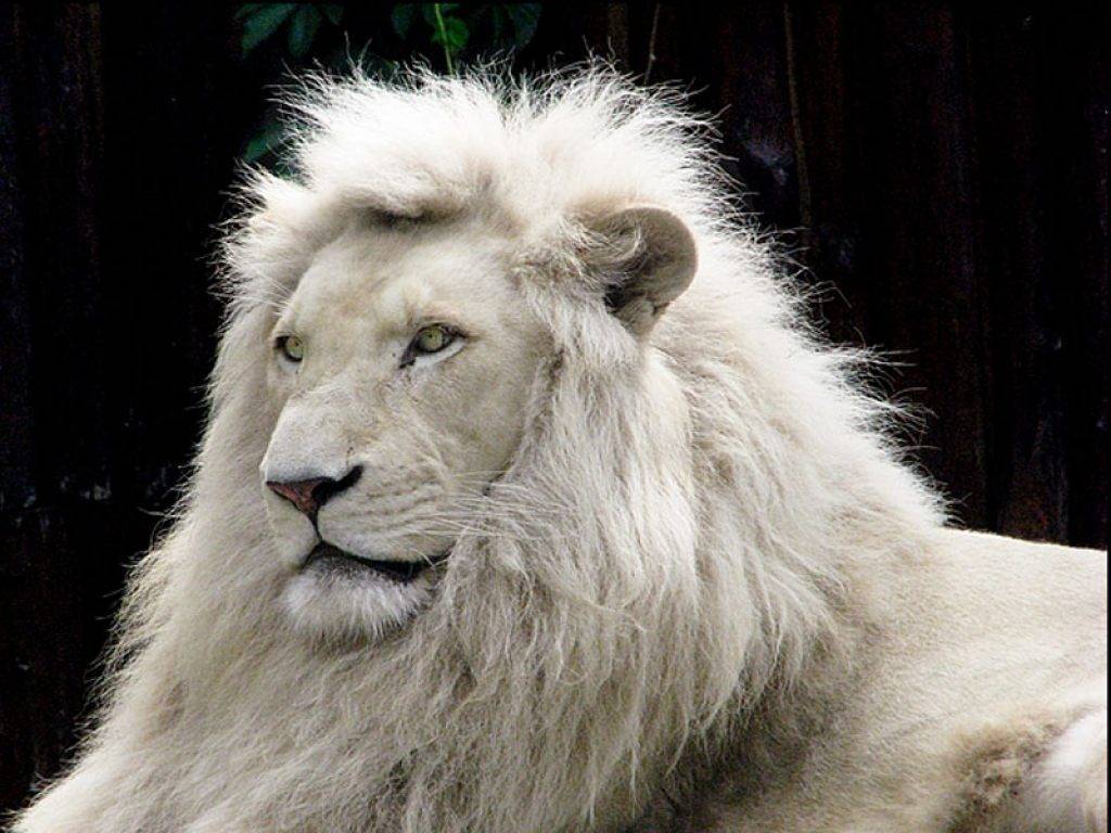 Majestic Lion Wallpapers - Top Free Majestic Lion Backgrounds ... Majestic Lion Wallpapers - Top Free Majestic Lion Backgrounds ...