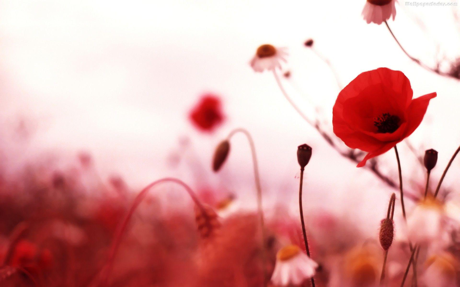 Poppy Wallpapers - Top Free Poppy Backgrounds - WallpaperAccess