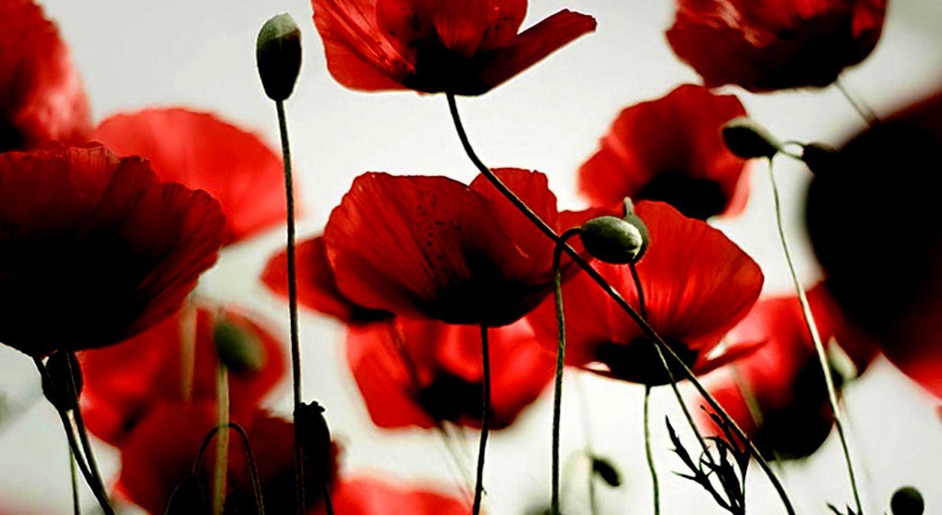Poppy Wallpapers - Top Free Poppy Backgrounds - WallpaperAccess