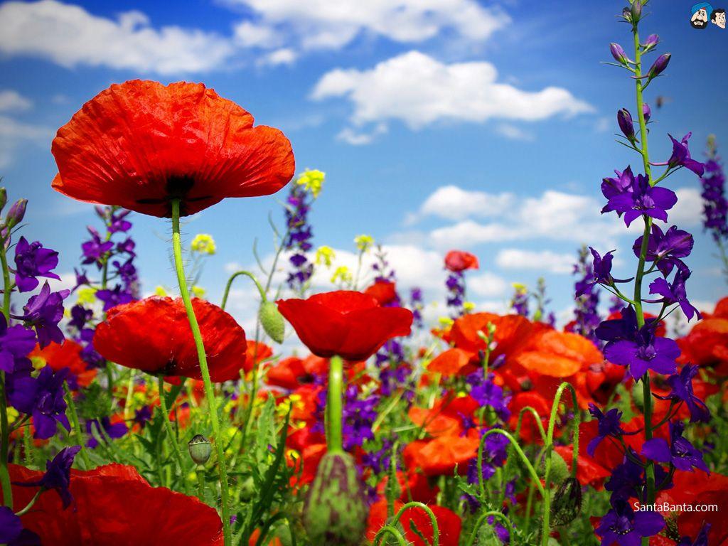 Poppy Wallpapers - Top Free Poppy Backgrounds - WallpaperAccess