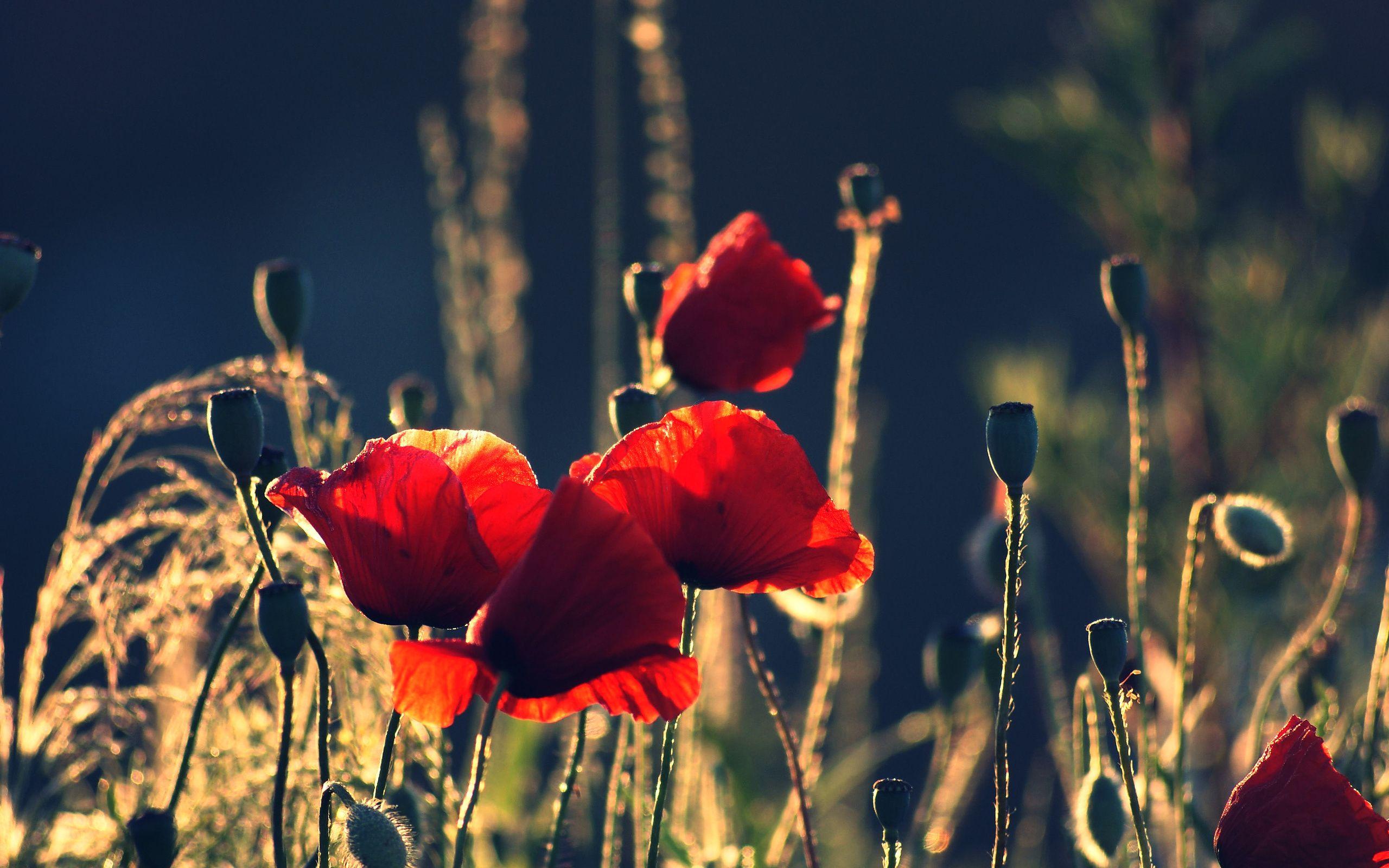 Poppy Wallpapers - Top Free Poppy Backgrounds - WallpaperAccess