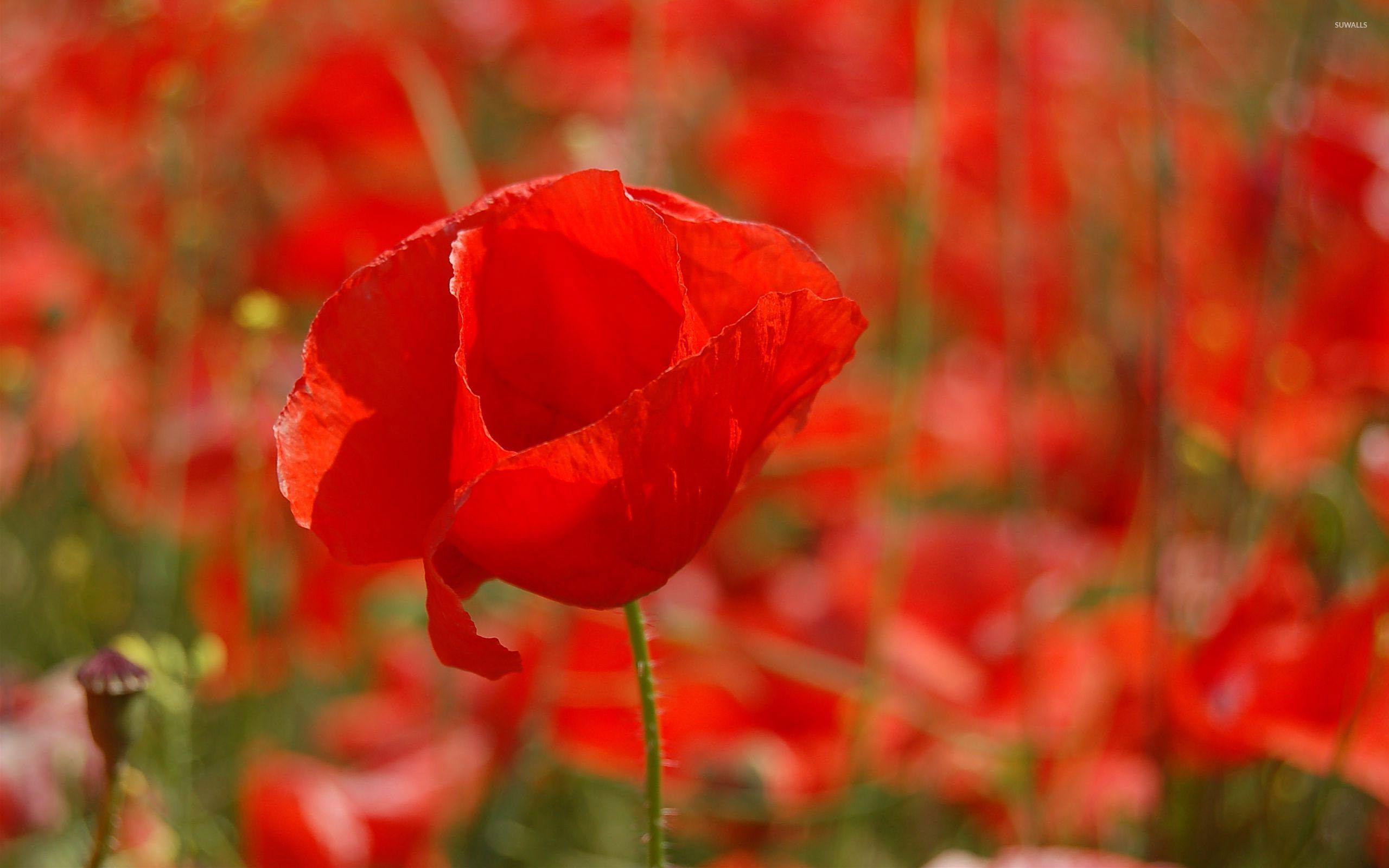 Poppy Wallpapers - Top Free Poppy Backgrounds - WallpaperAccess