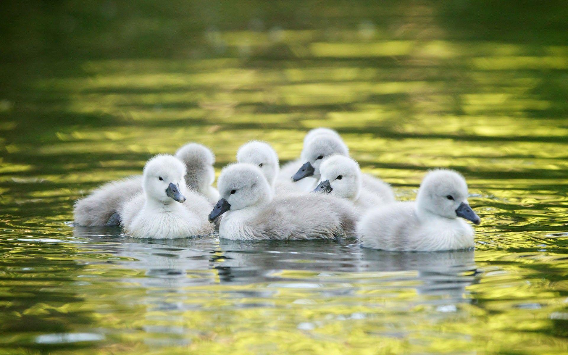 Duck Wallpapers - Top Free Duck Backgrounds - WallpaperAccess