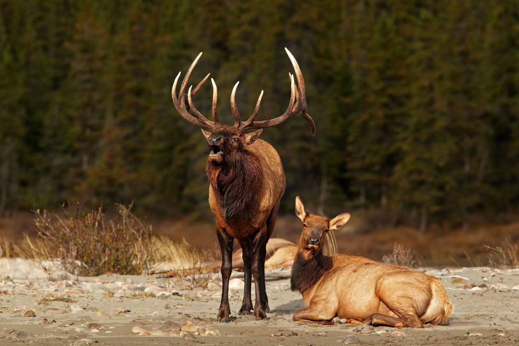 4K Elk Wallpapers - Top Free 4K Elk Backgrounds - WallpaperAccess