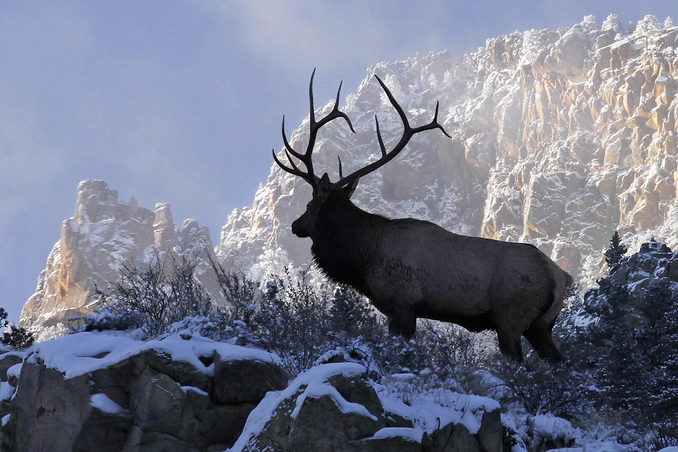 4K Elk Wallpapers - Top Free 4K Elk Backgrounds - WallpaperAccess