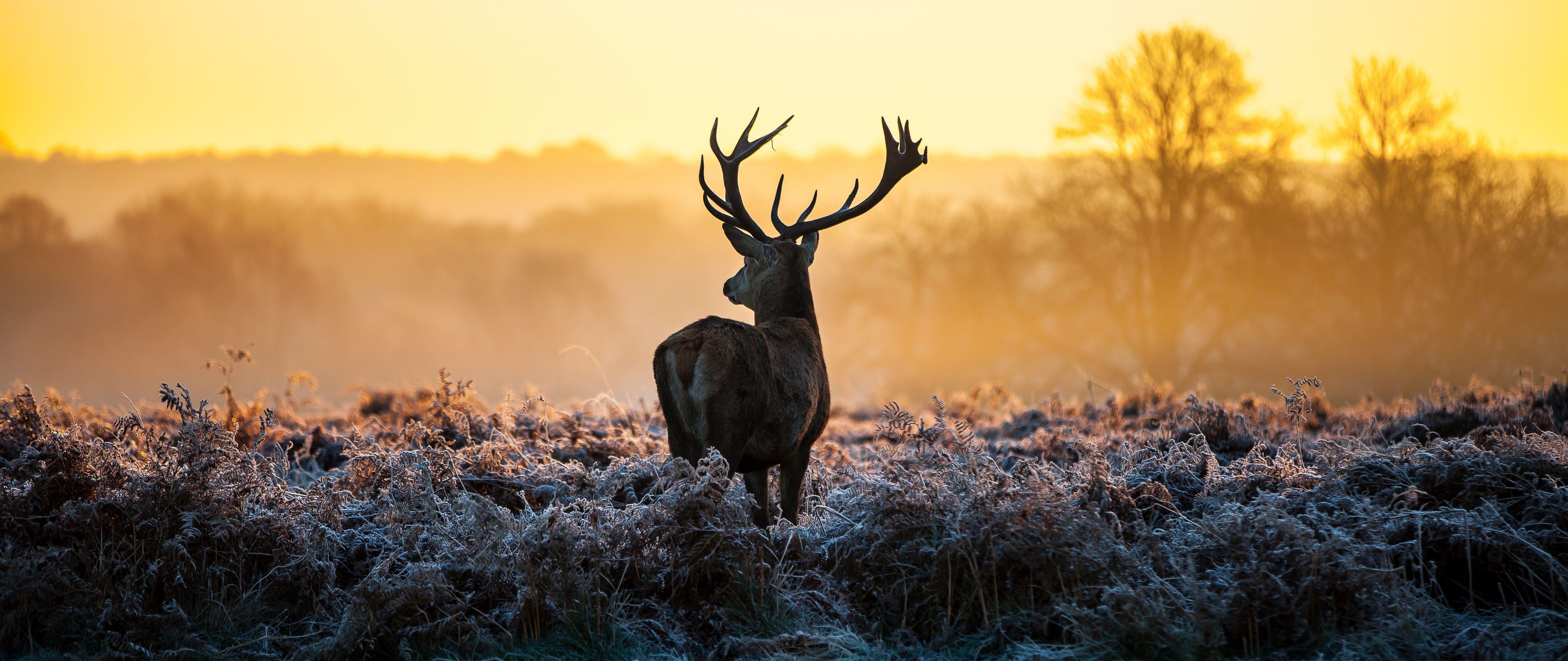 4K Elk Wallpapers - Top Free 4K Elk Backgrounds - WallpaperAccess