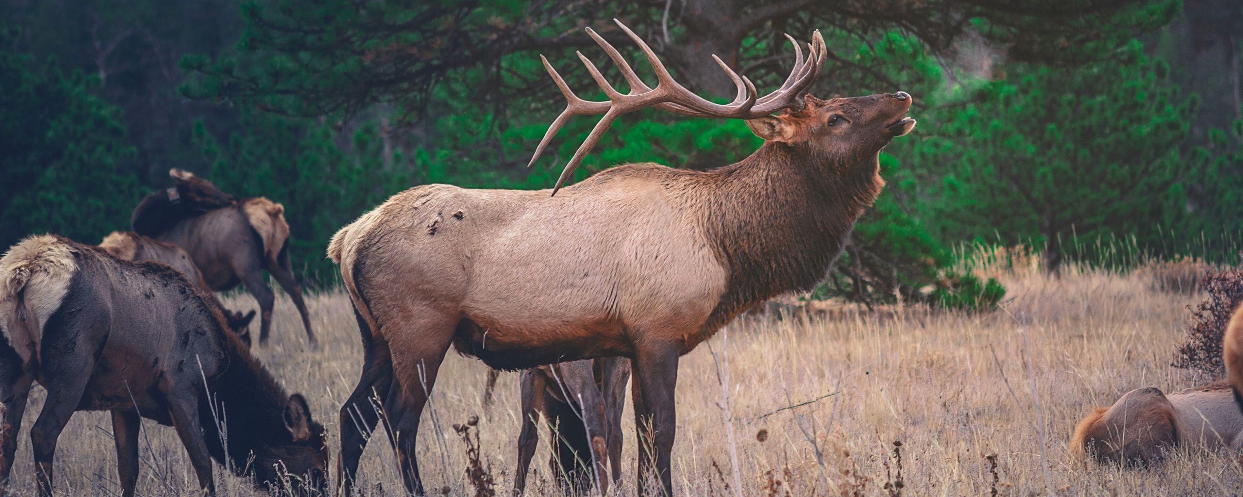 4K Elk Wallpapers - Top Free 4K Elk Backgrounds - WallpaperAccess