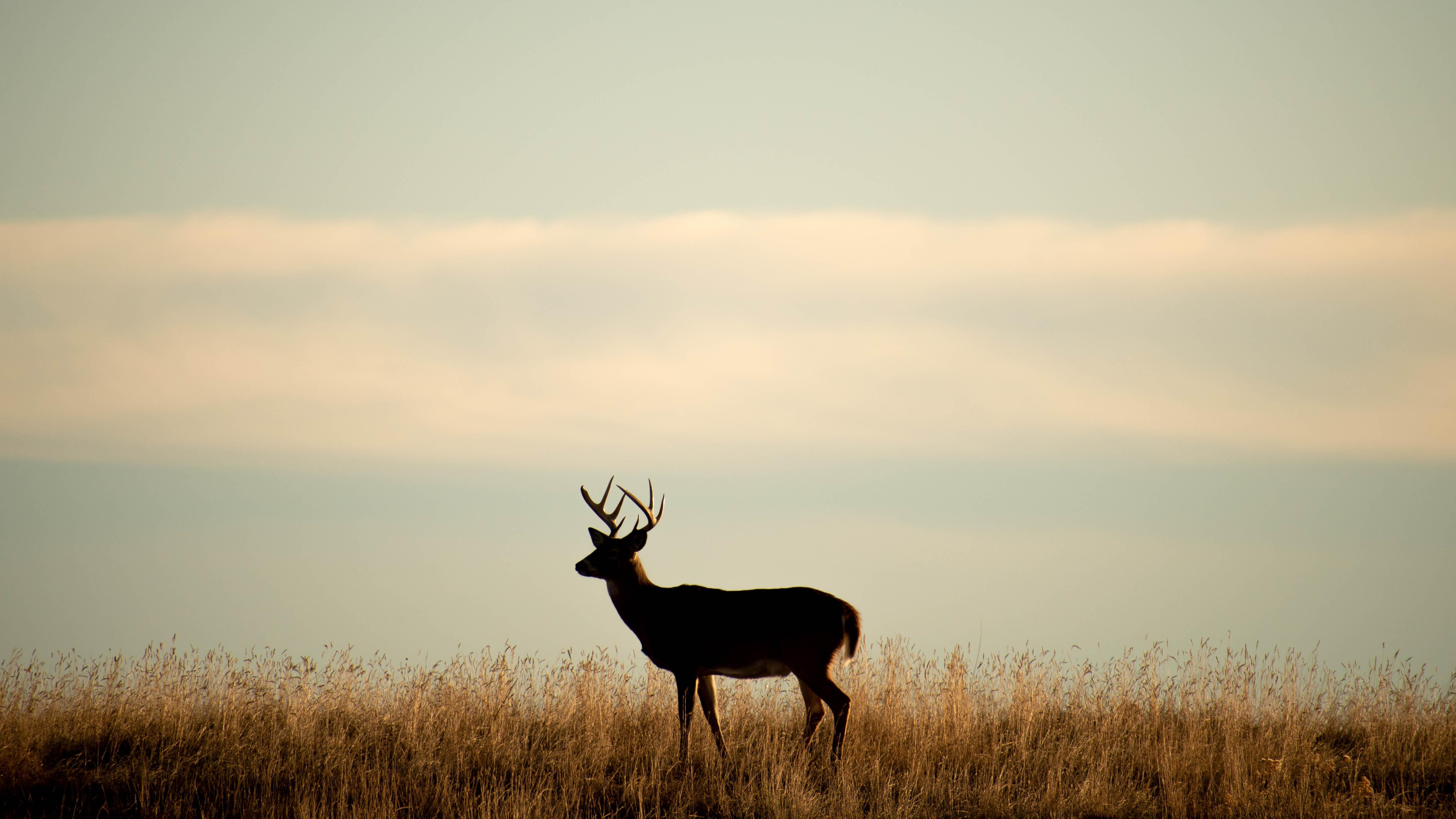 4K Elk Wallpapers - Top Free 4K Elk Backgrounds - WallpaperAccess
