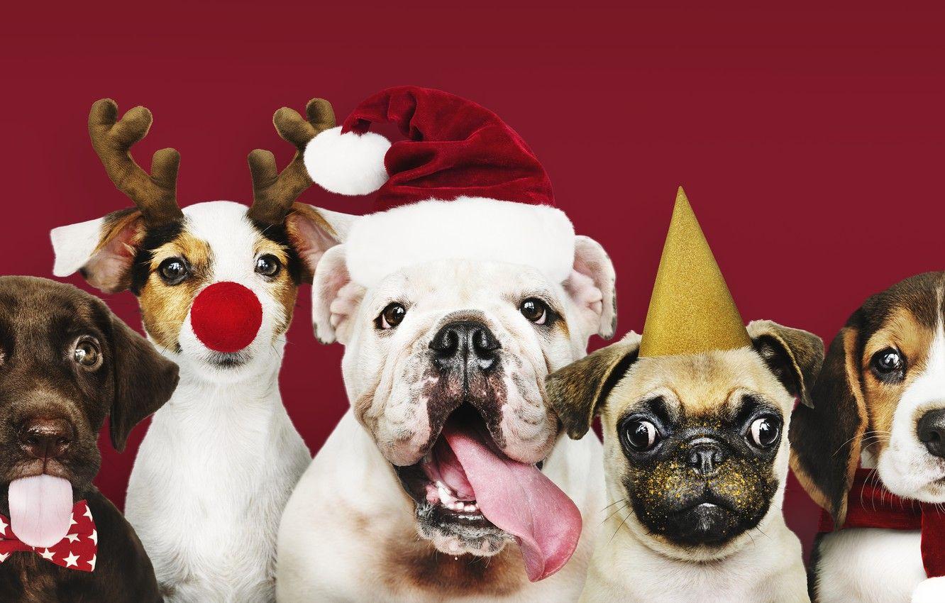 New Year Dog Wallpapers - Top Free New Year Dog Backgrounds ...