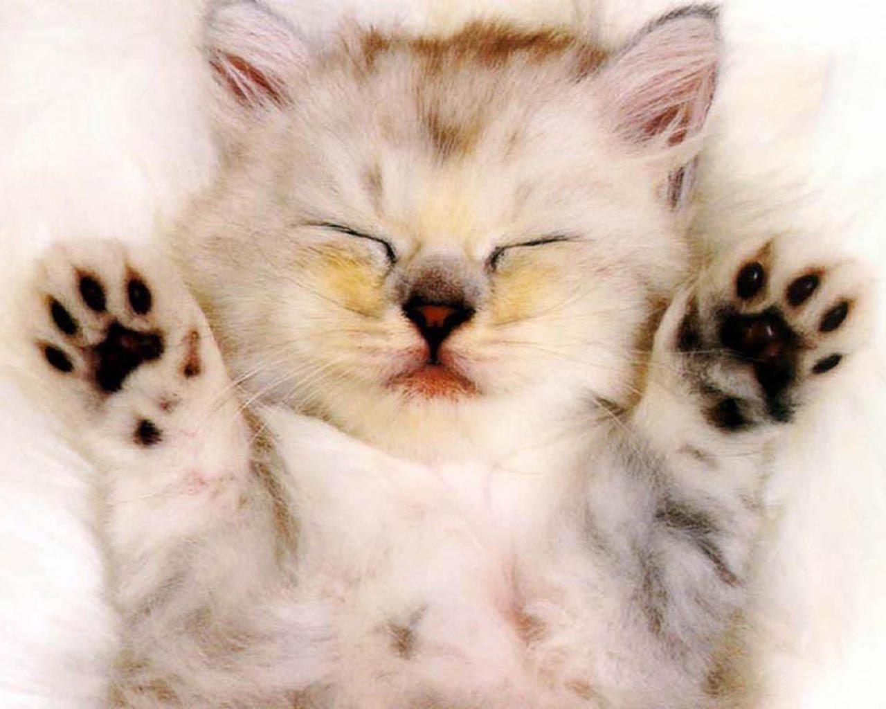 Kitty Cat Wallpapers - Top Free Kitty Cat Backgrounds - WallpaperAccess
