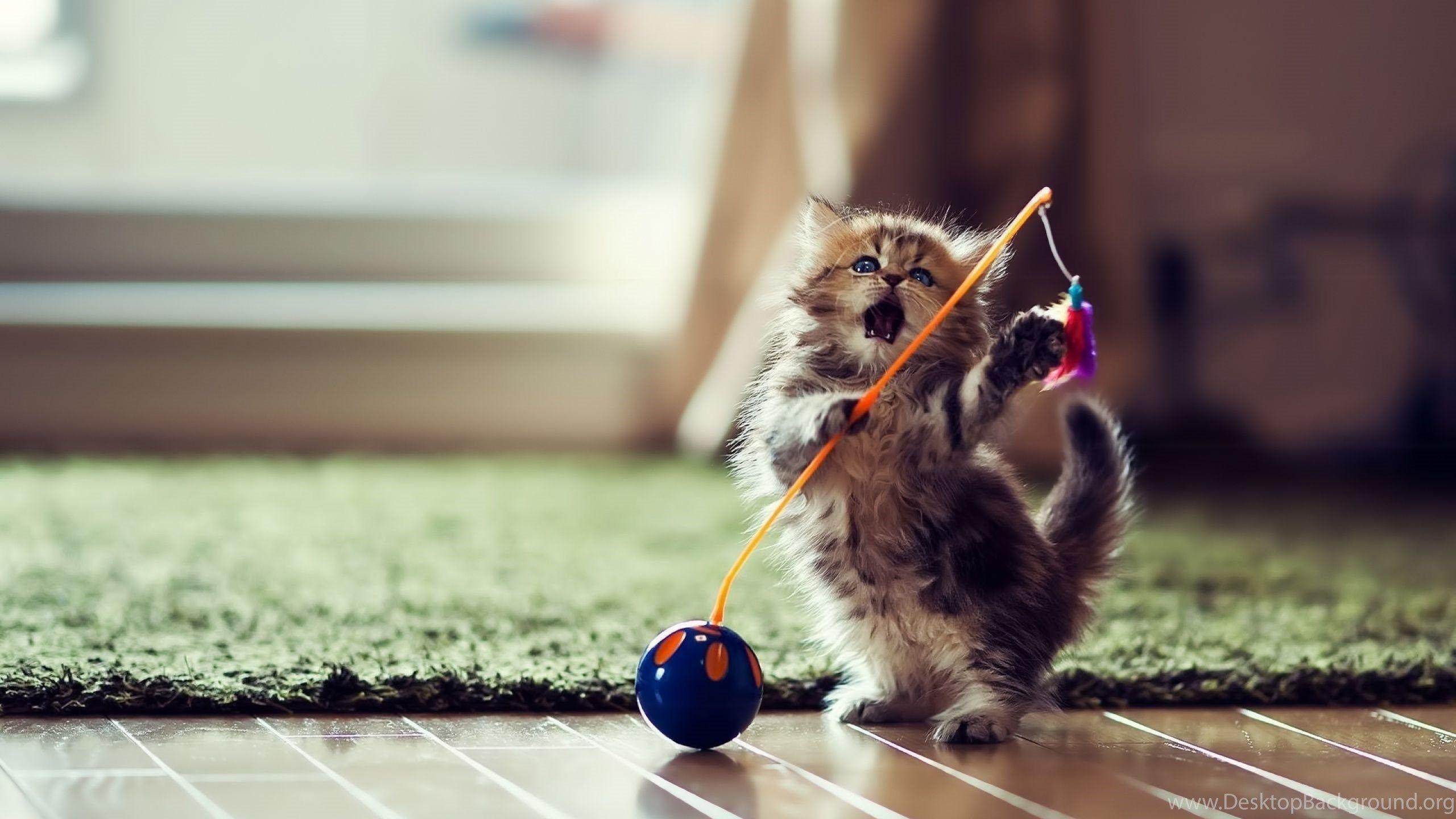 Kitty Cat Wallpapers - Top Free Kitty Cat Backgrounds - WallpaperAccess
