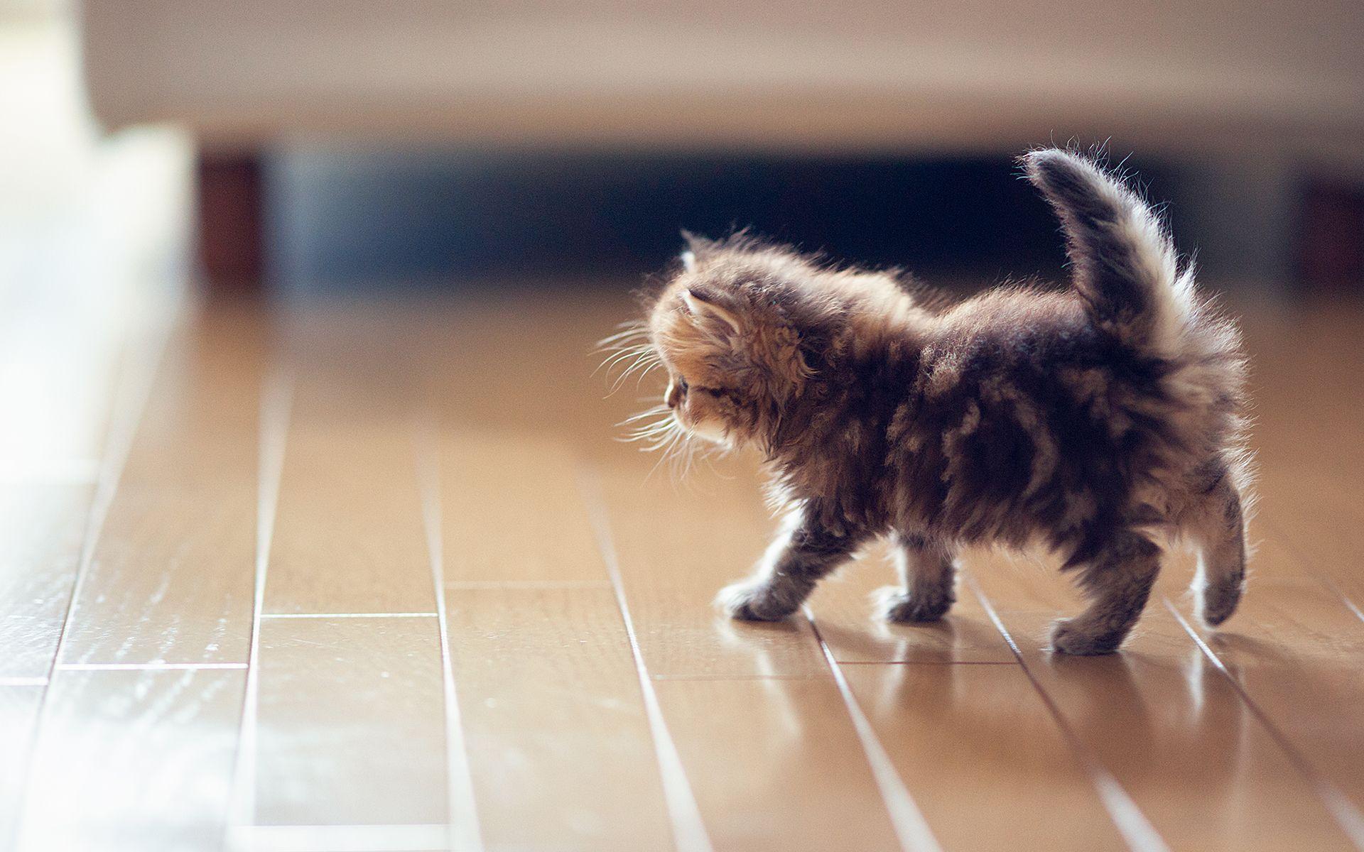 Kitty Cat Wallpapers - Top Free Kitty Cat Backgrounds - WallpaperAccess