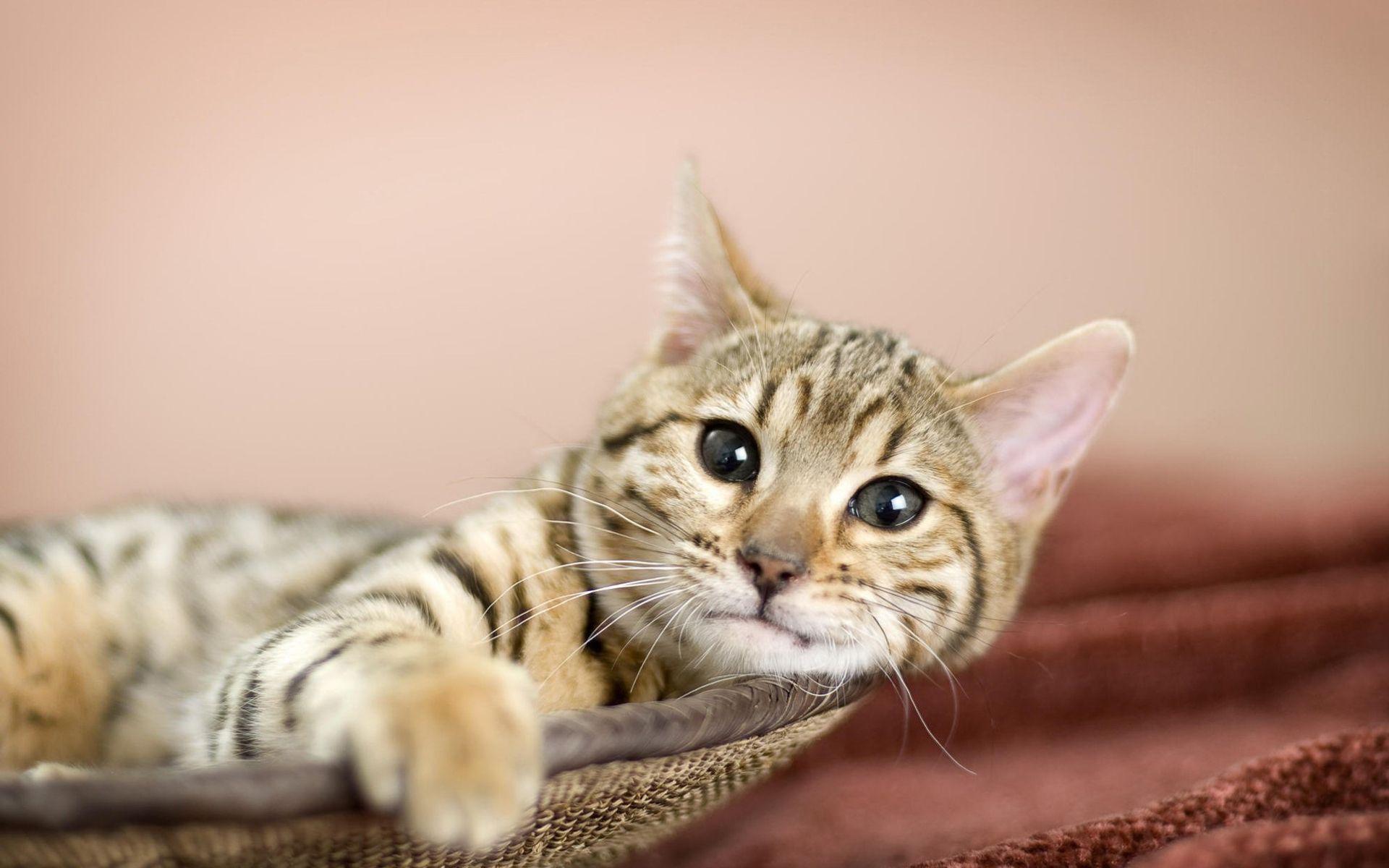 Kitty Cat Wallpapers - Top Free Kitty Cat Backgrounds - WallpaperAccess