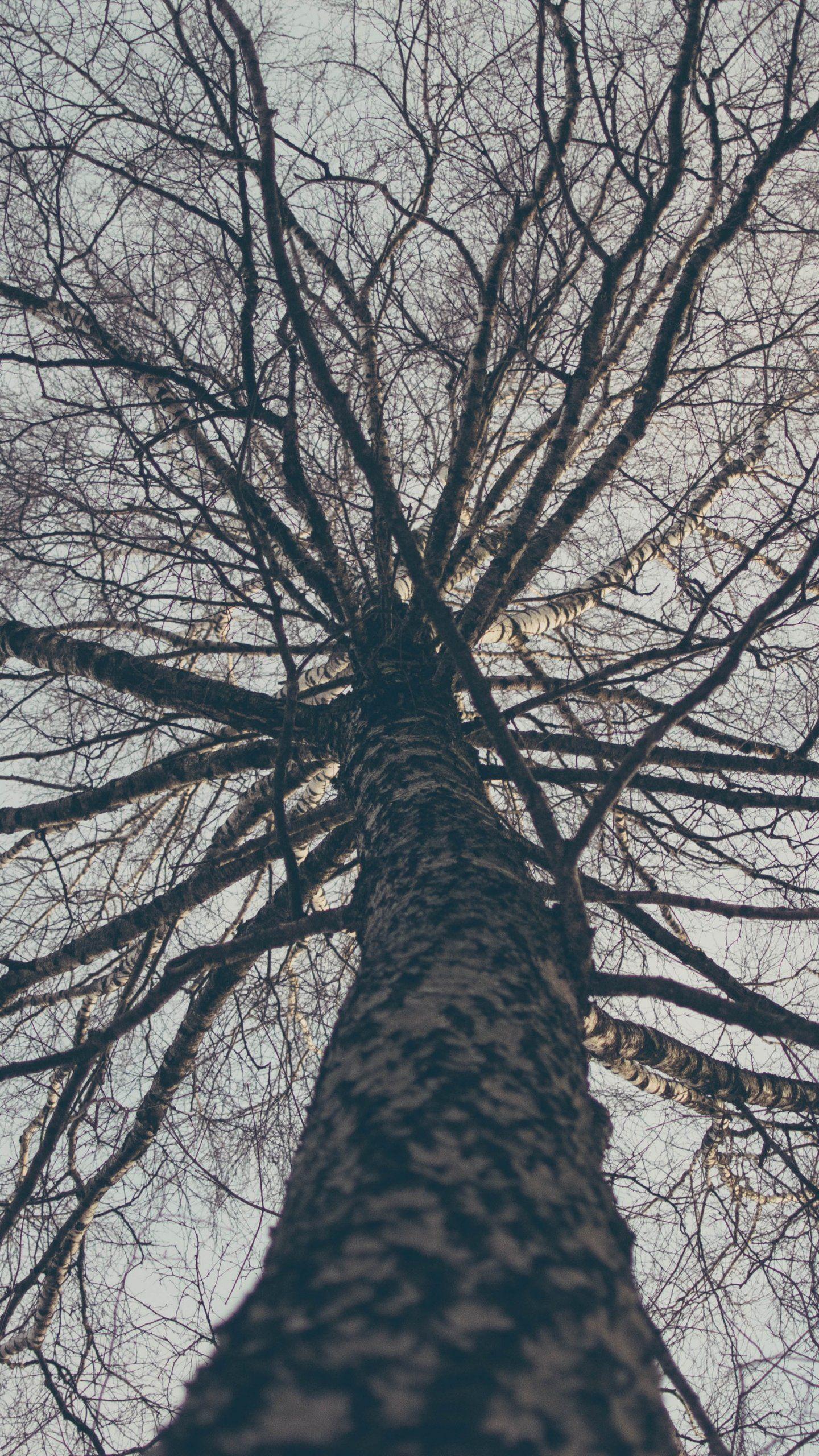 Branches Wallpapers - Top Free Branches Backgrounds - WallpaperAccess