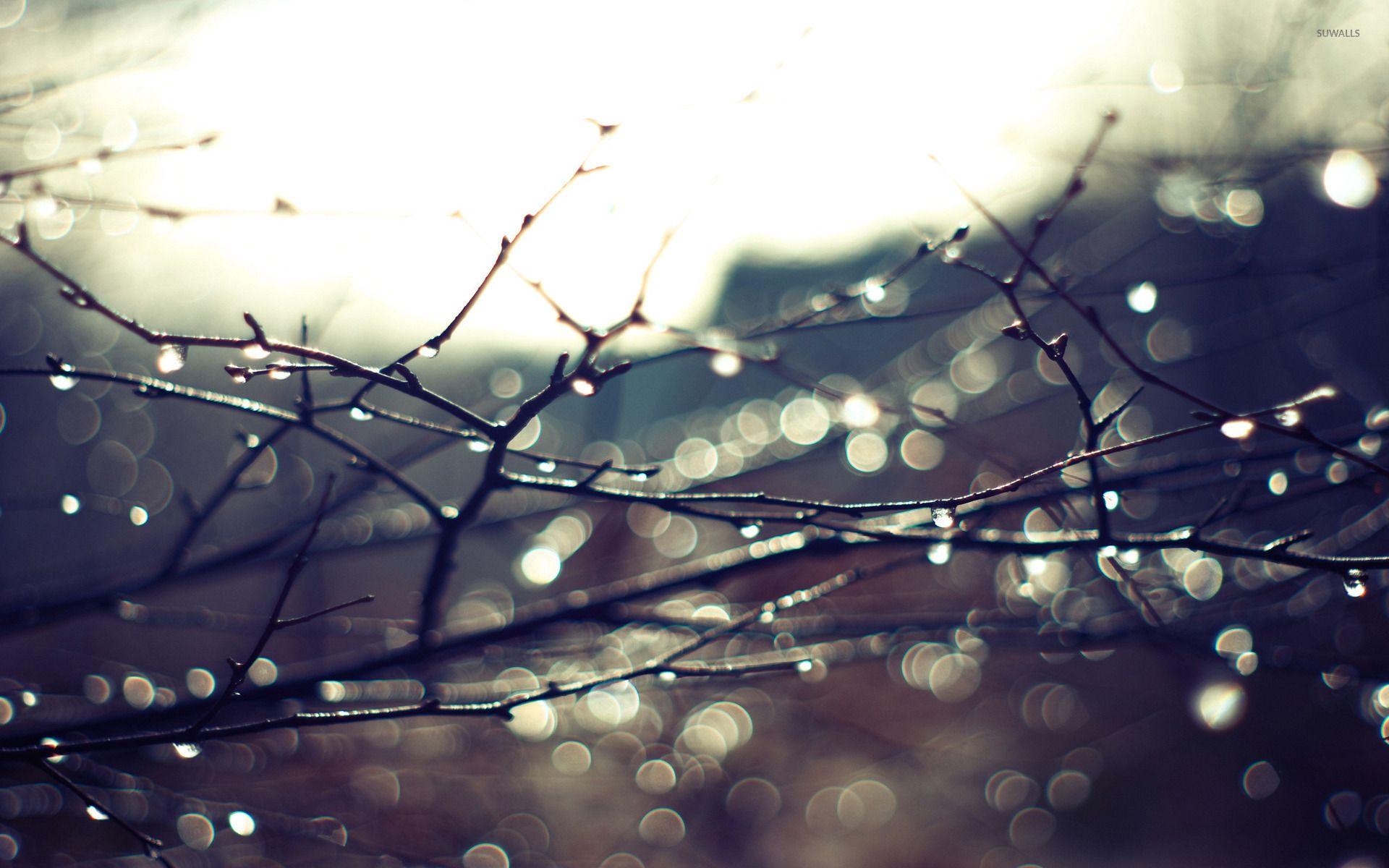 Branches Wallpapers - Top Free Branches Backgrounds - WallpaperAccess