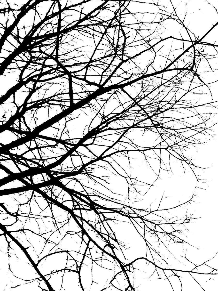 Branches Wallpapers - Top Free Branches Backgrounds - WallpaperAccess