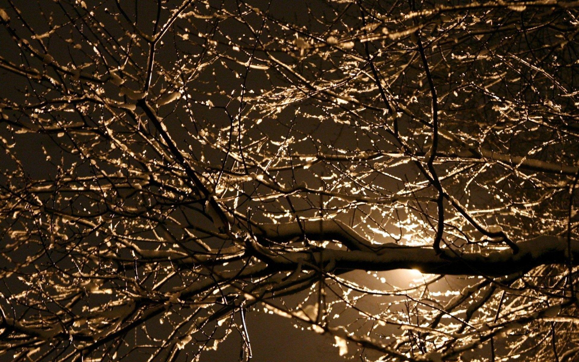 Branches Wallpapers - Top Free Branches Backgrounds - WallpaperAccess