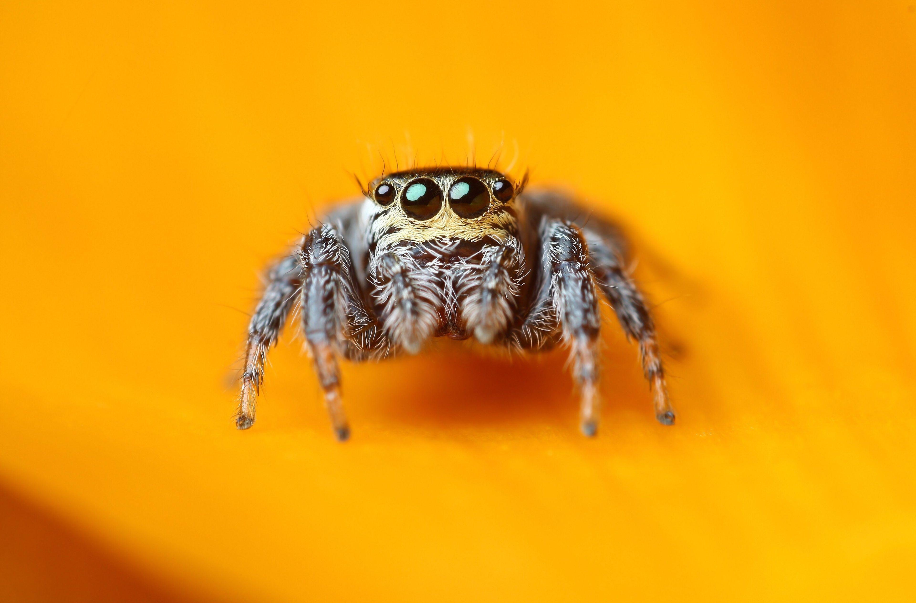 Cute Spider Wallpapers - Top Free Cute Spider Backgrounds - WallpaperAccess