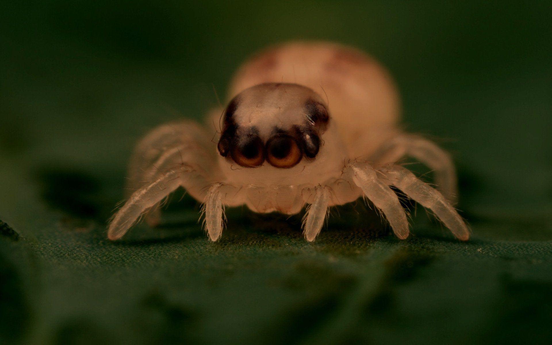 Cute Spider Wallpapers - Top Free Cute Spider Backgrounds - WallpaperAccess
