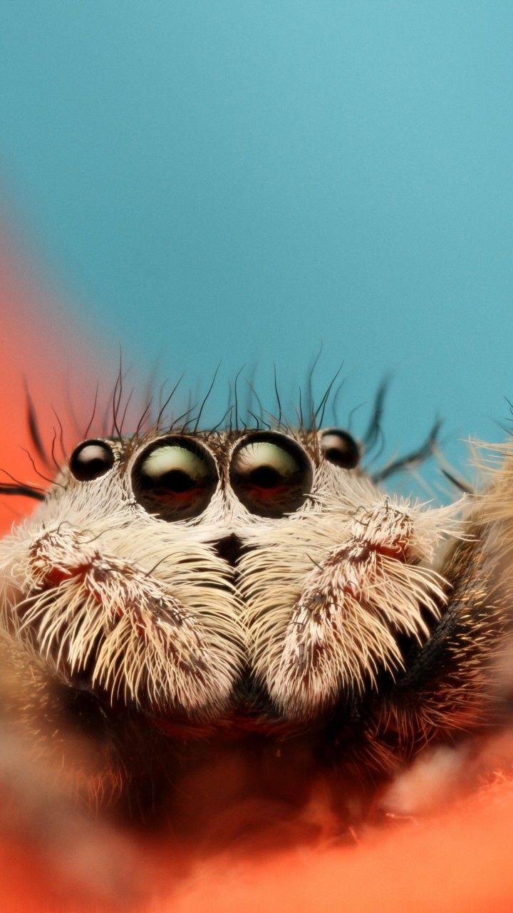 Cute Spider Wallpapers - Top Free Cute Spider Backgrounds - WallpaperAccess