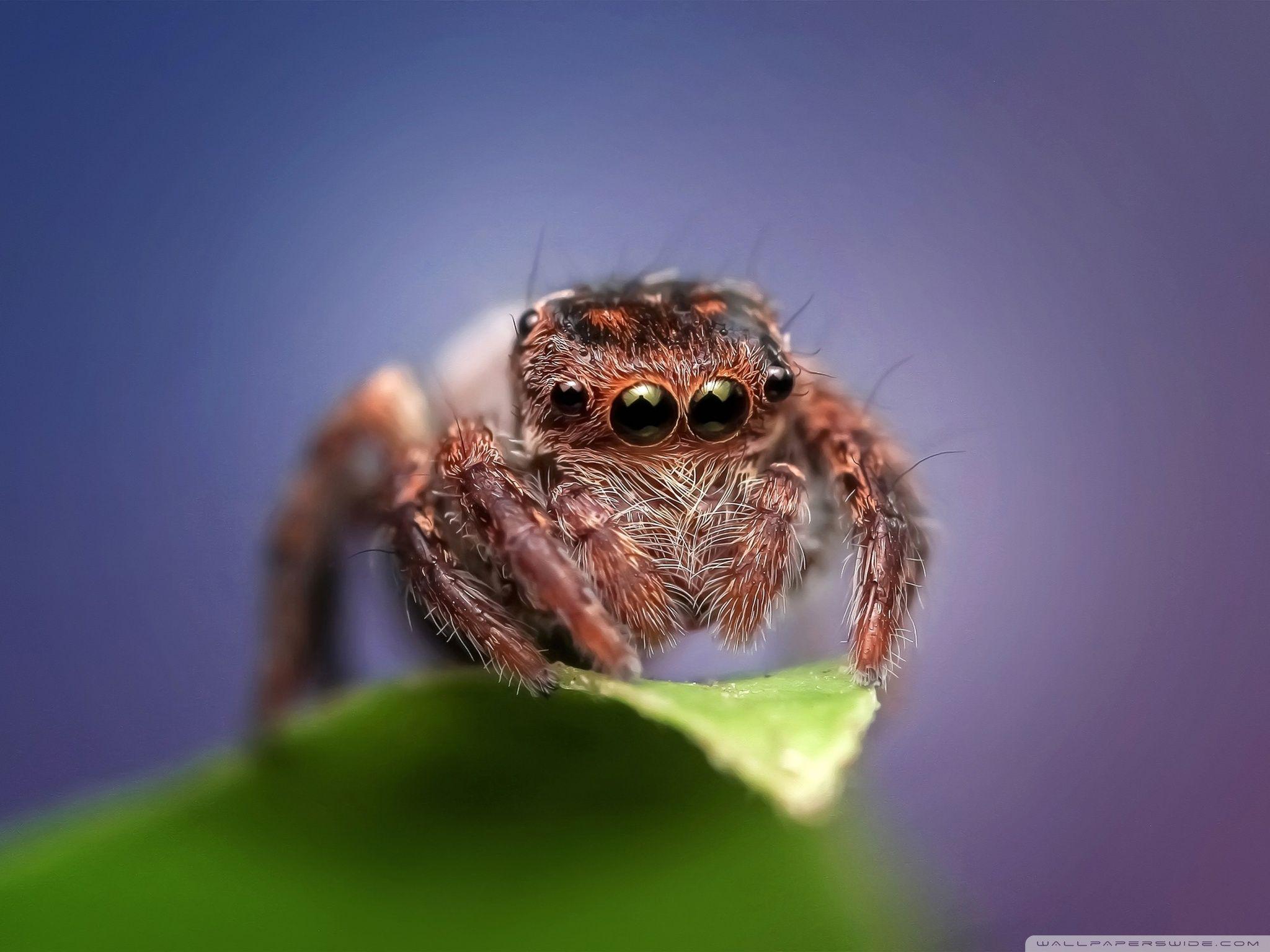Cute Spider Wallpapers - Top Free Cute Spider Backgrounds - WallpaperAccess