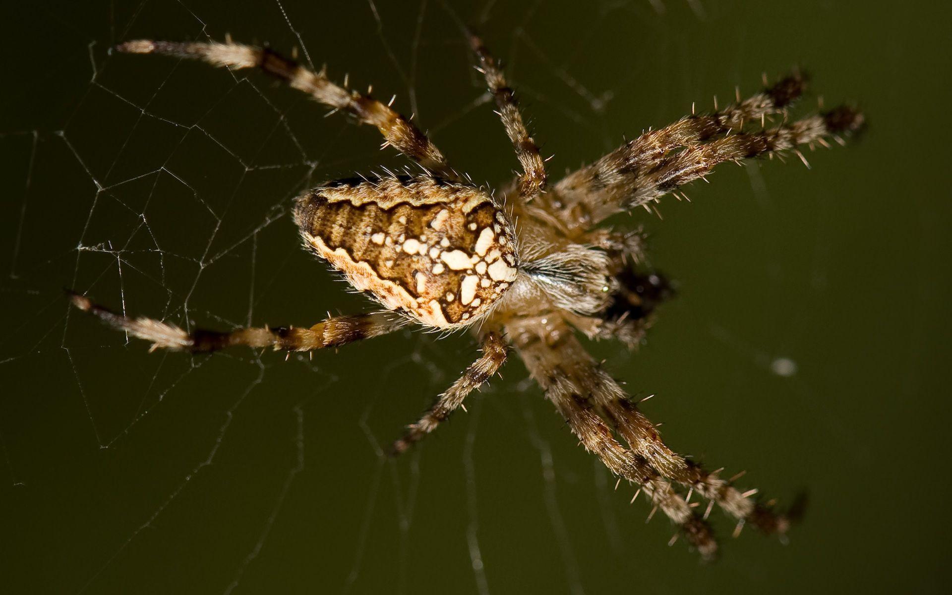 Cute Spider Wallpapers - Top Free Cute Spider Backgrounds - WallpaperAccess