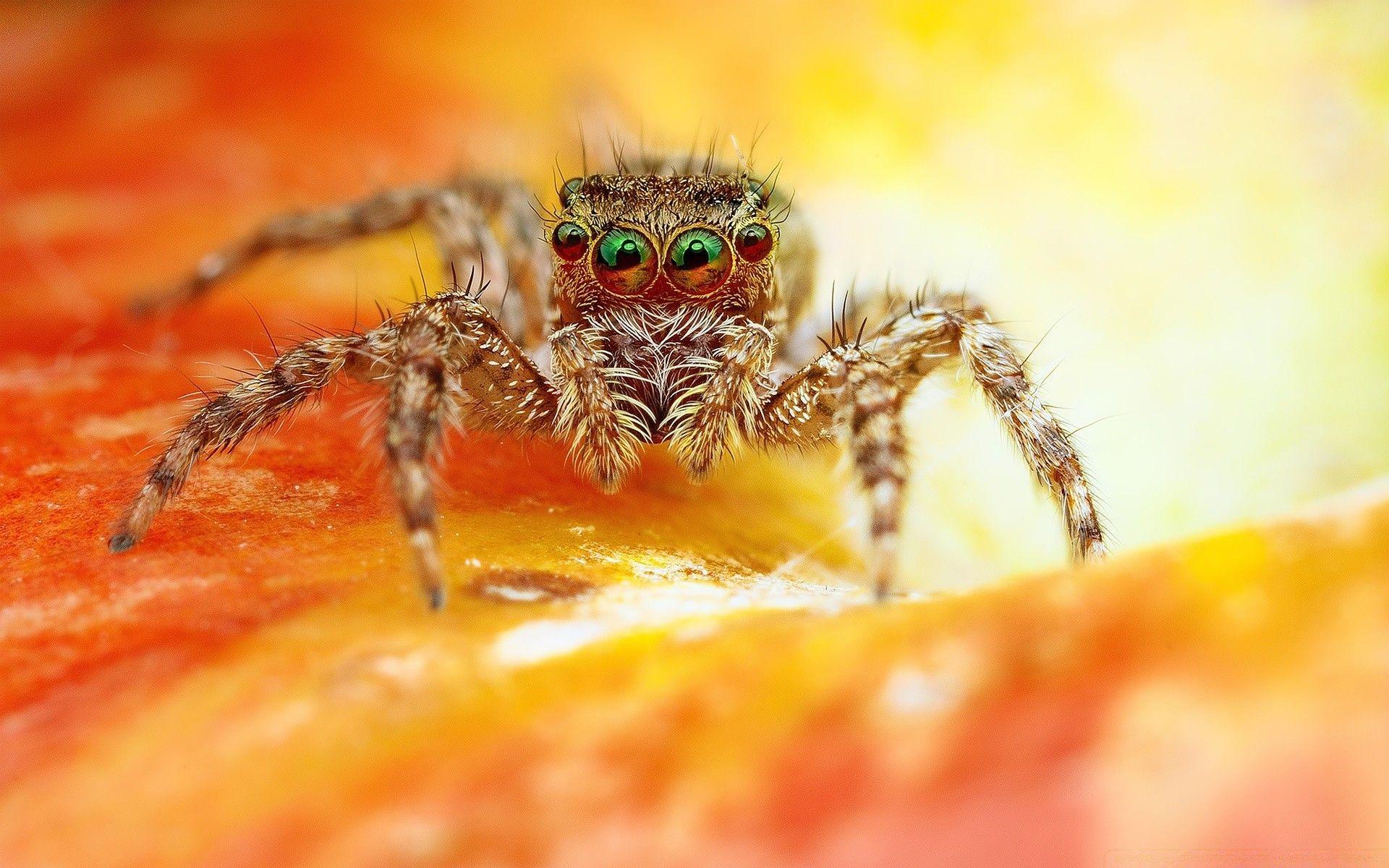 Cute Spider Wallpapers - Top Free Cute Spider Backgrounds - WallpaperAccess